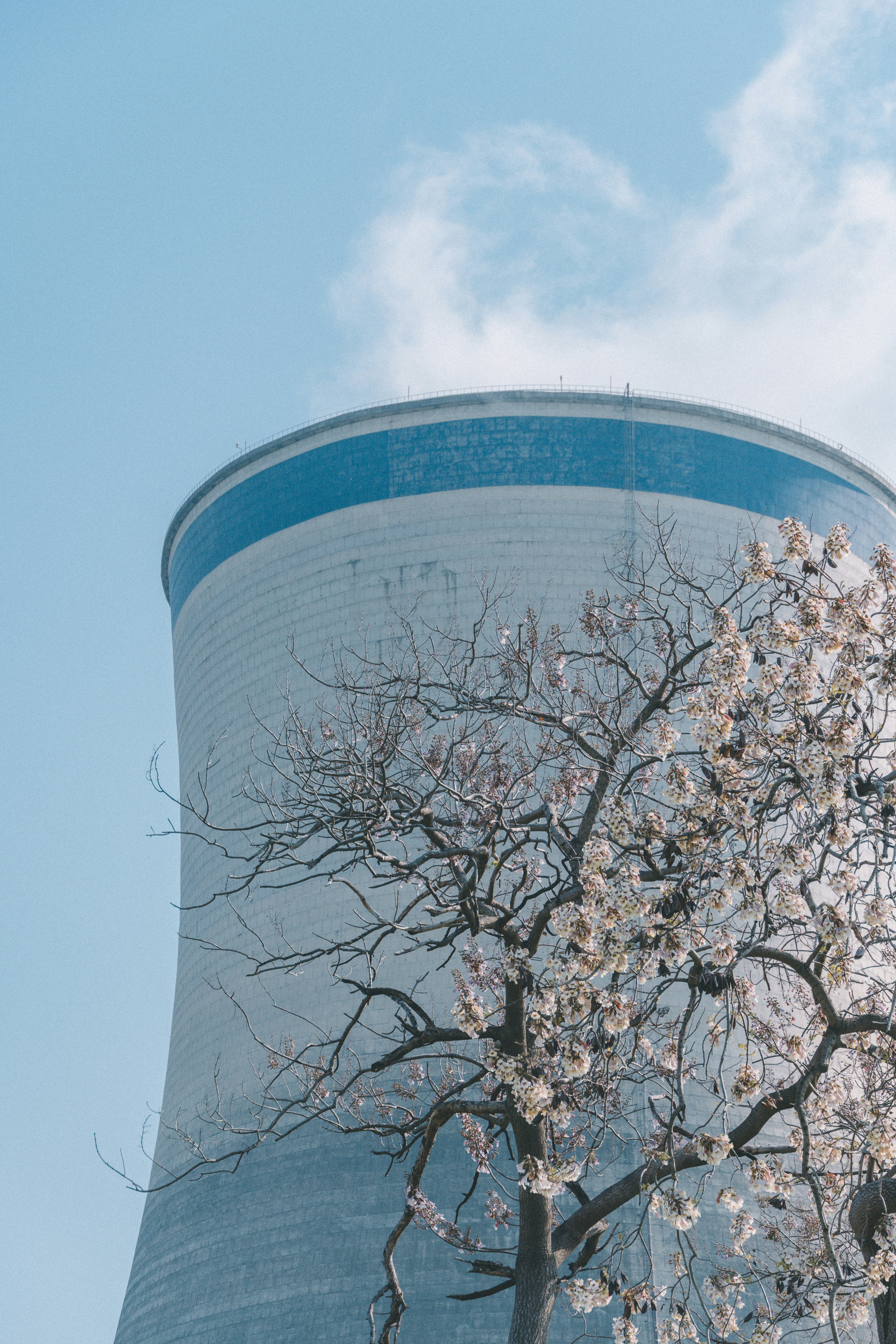 Cherry bloom against a cooling tower: spring ascent under a clear sky