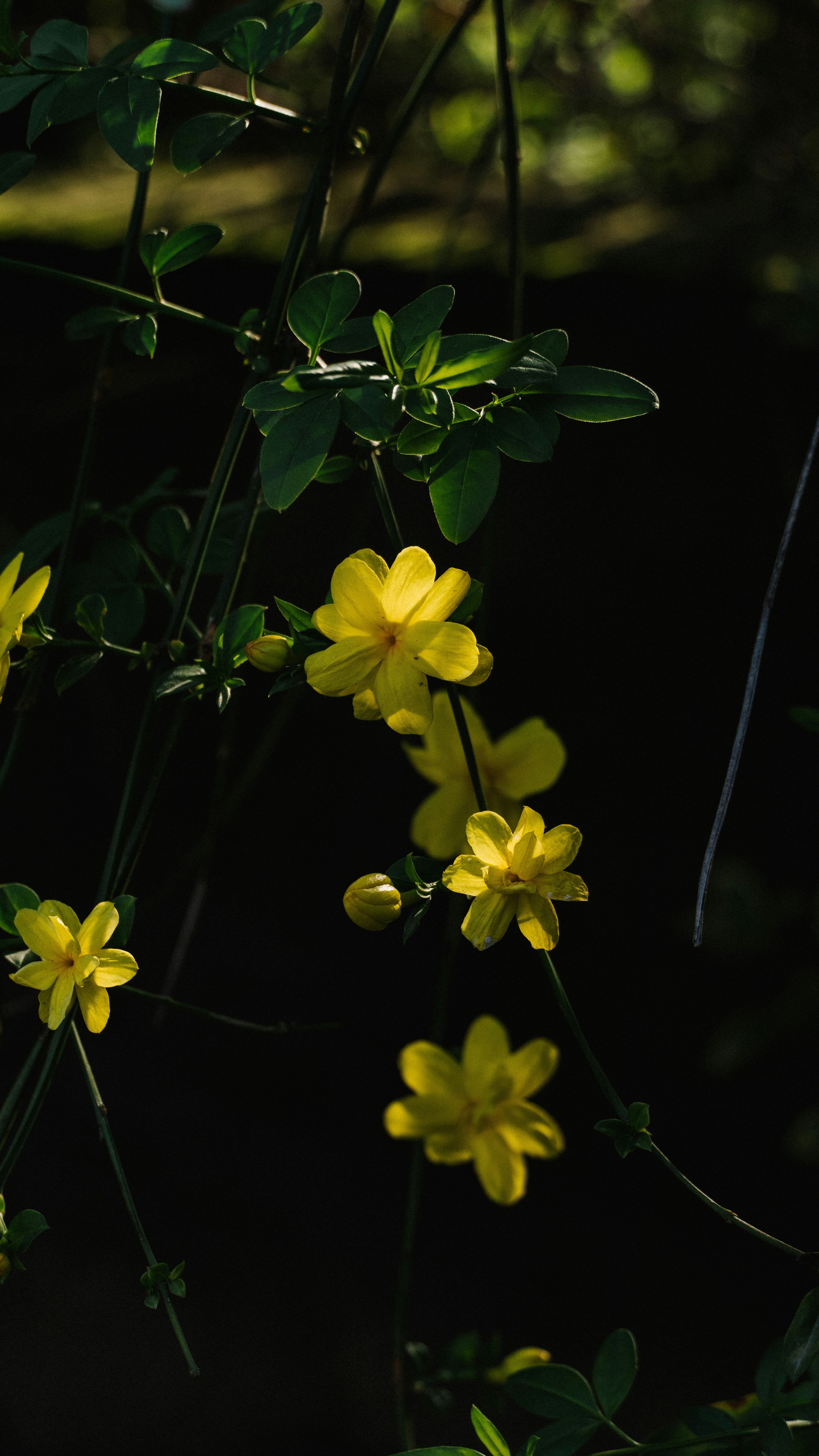 Golden Blossoms Amidst Shadows