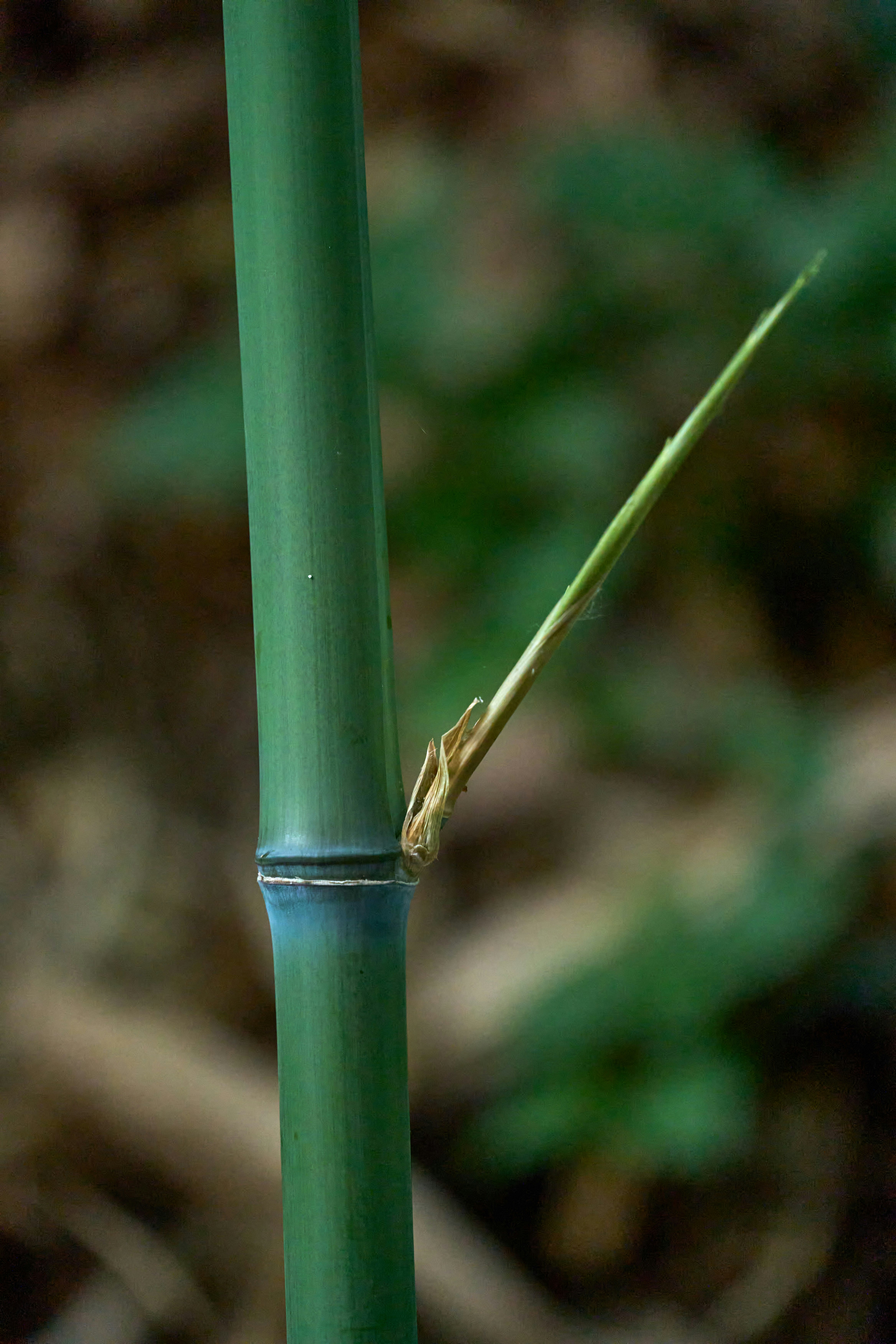 Close-up of a bamboo stalk with a small shoot emerging from a node, photographed against a softly blurred natural background.