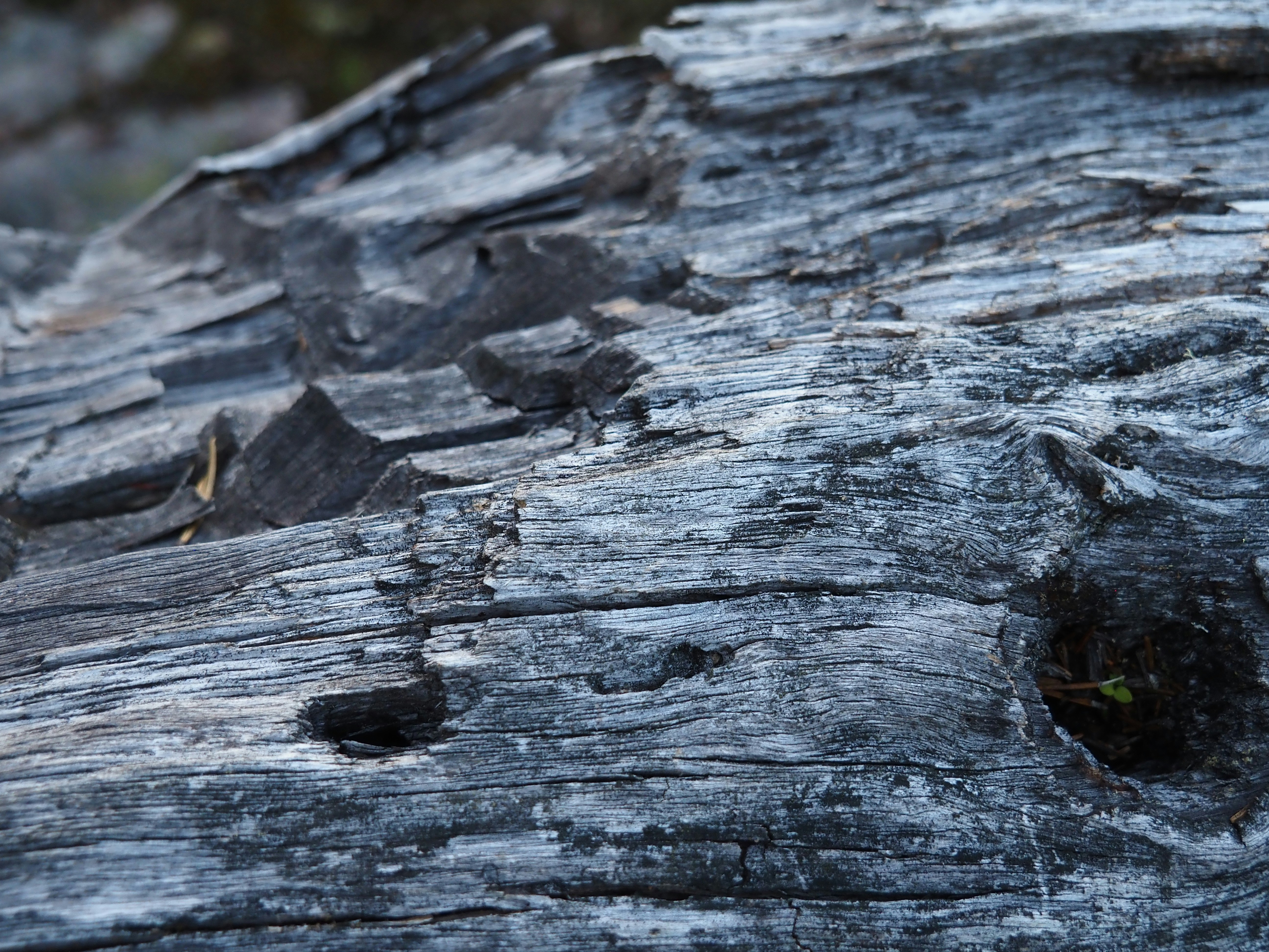 A close up of a tree stump photo – Free Grey Image on Unsplash