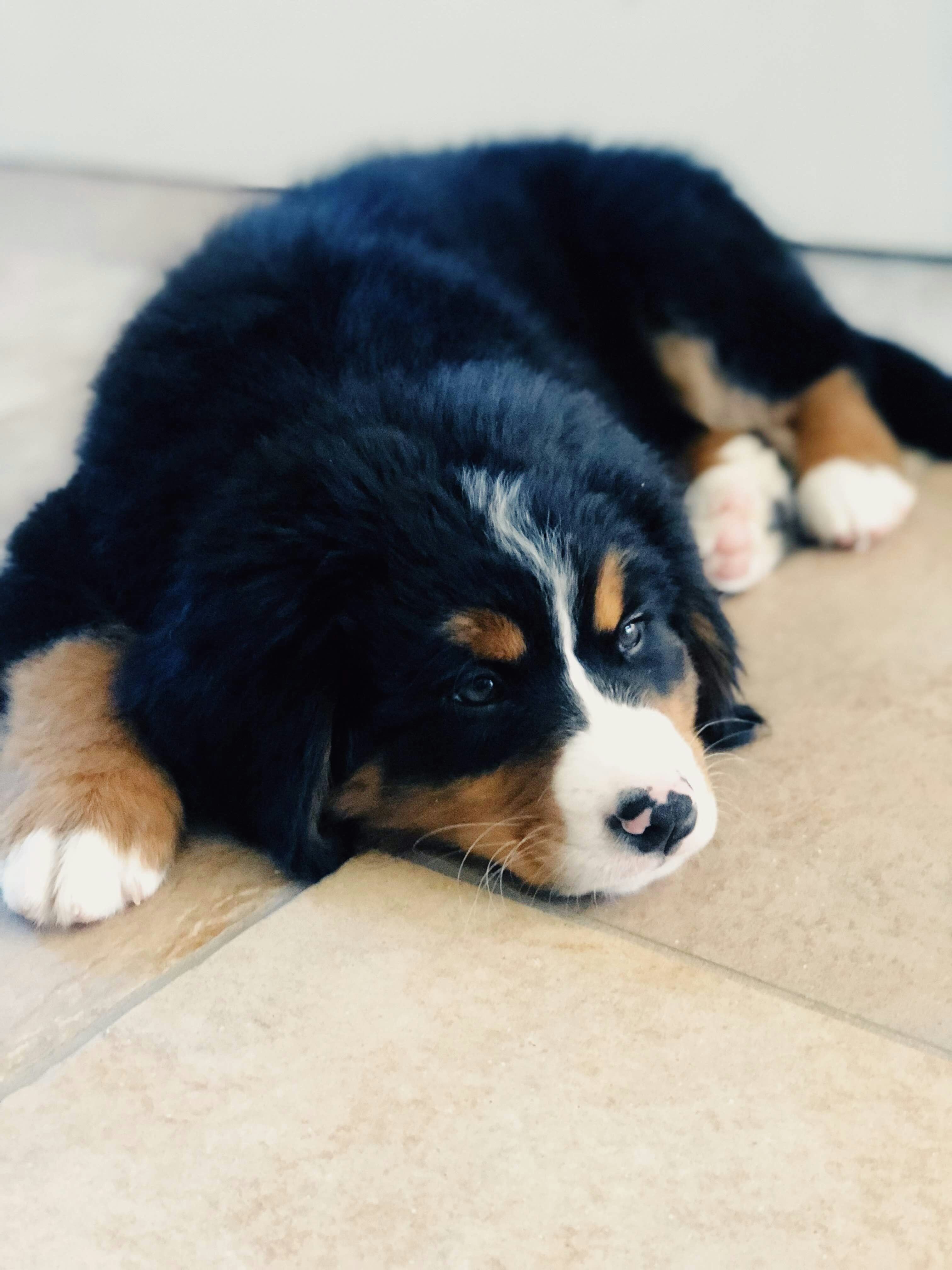 Soft-Eyed Swiss Lass: A Puppy Resting on Cool Tile