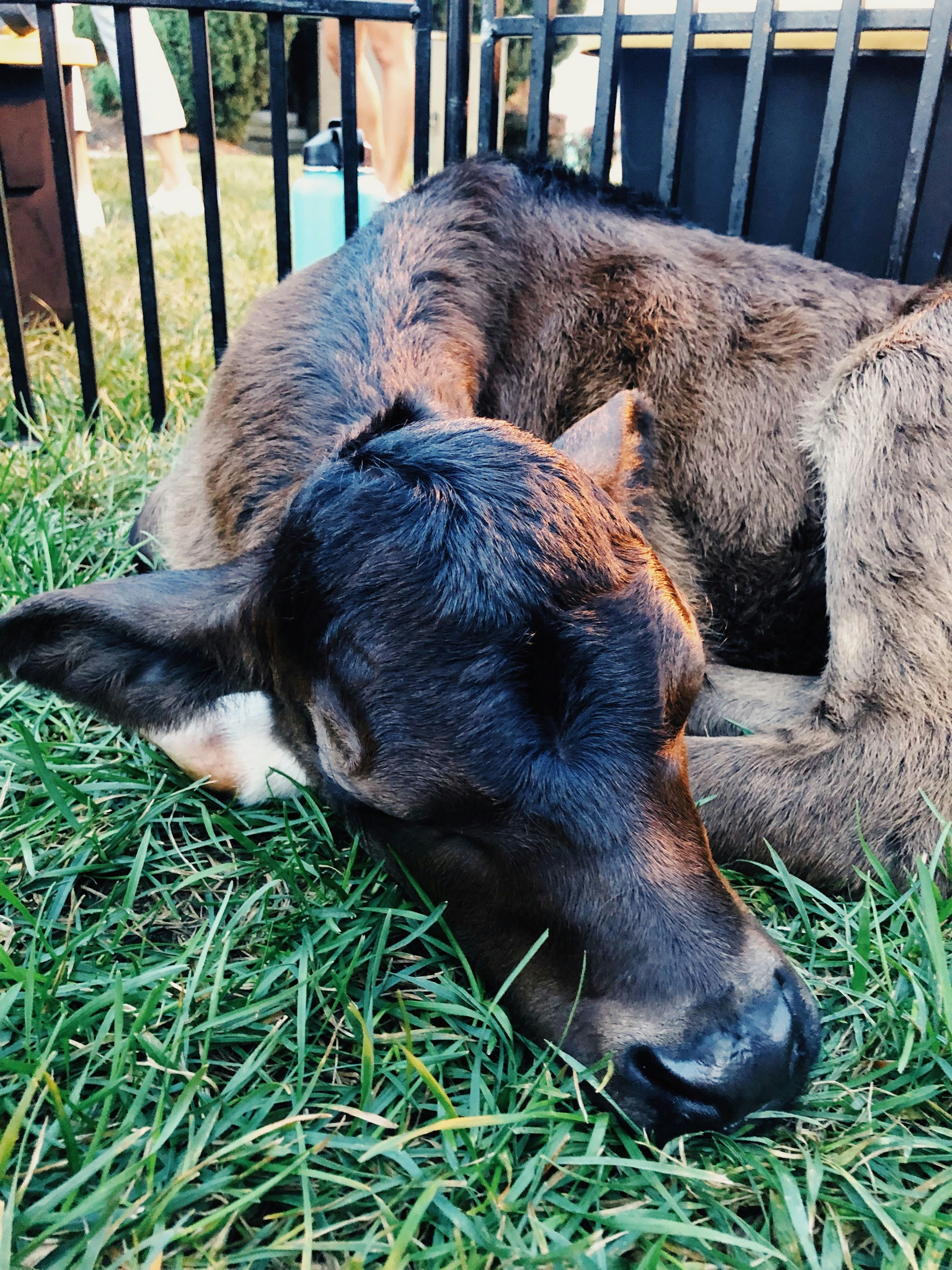 A couple of animals lying in grass photo – Free Animal Image on Unsplash