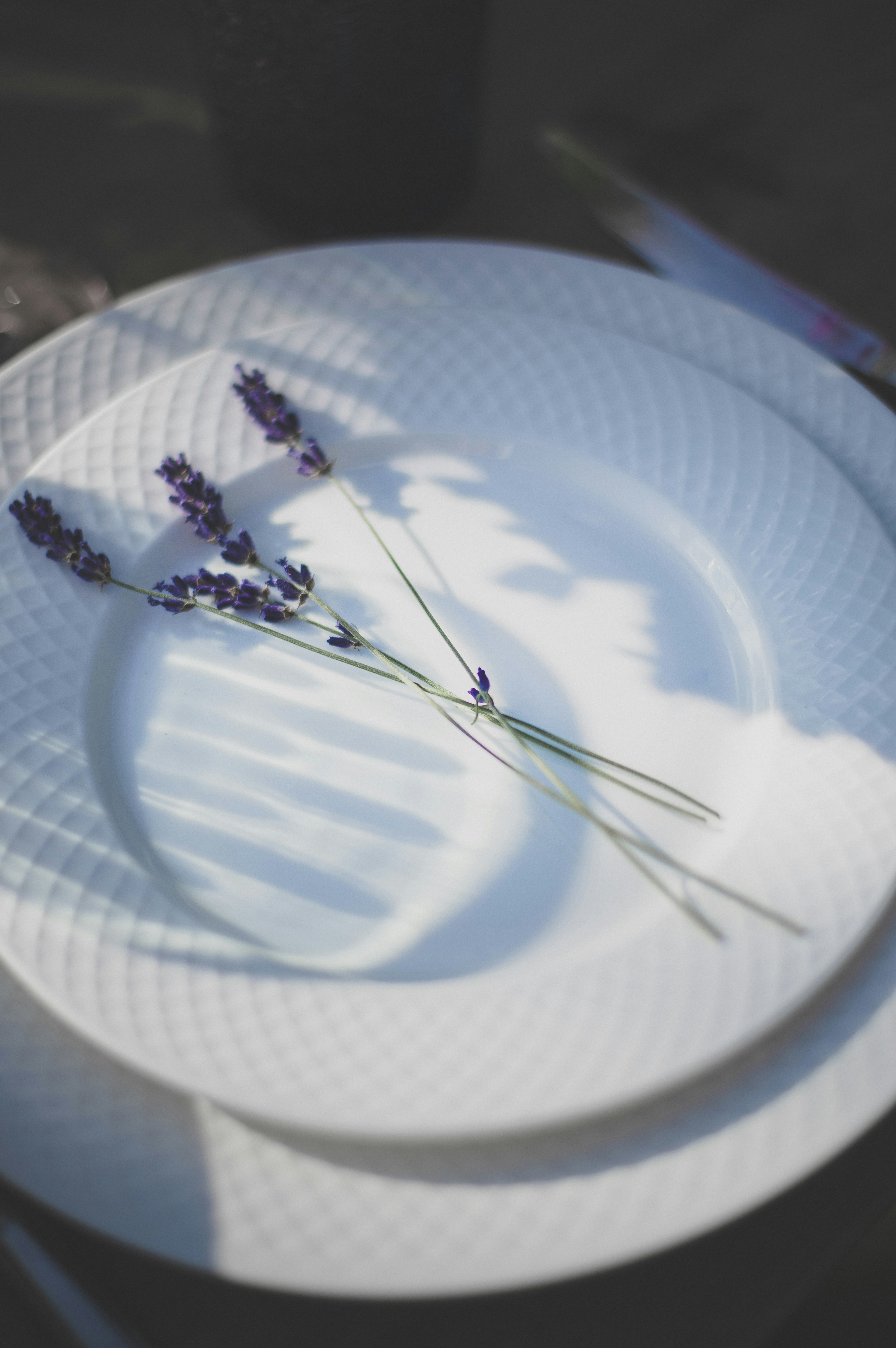 Lavender on White Porcelain: A Quiet Study in Light and Texture