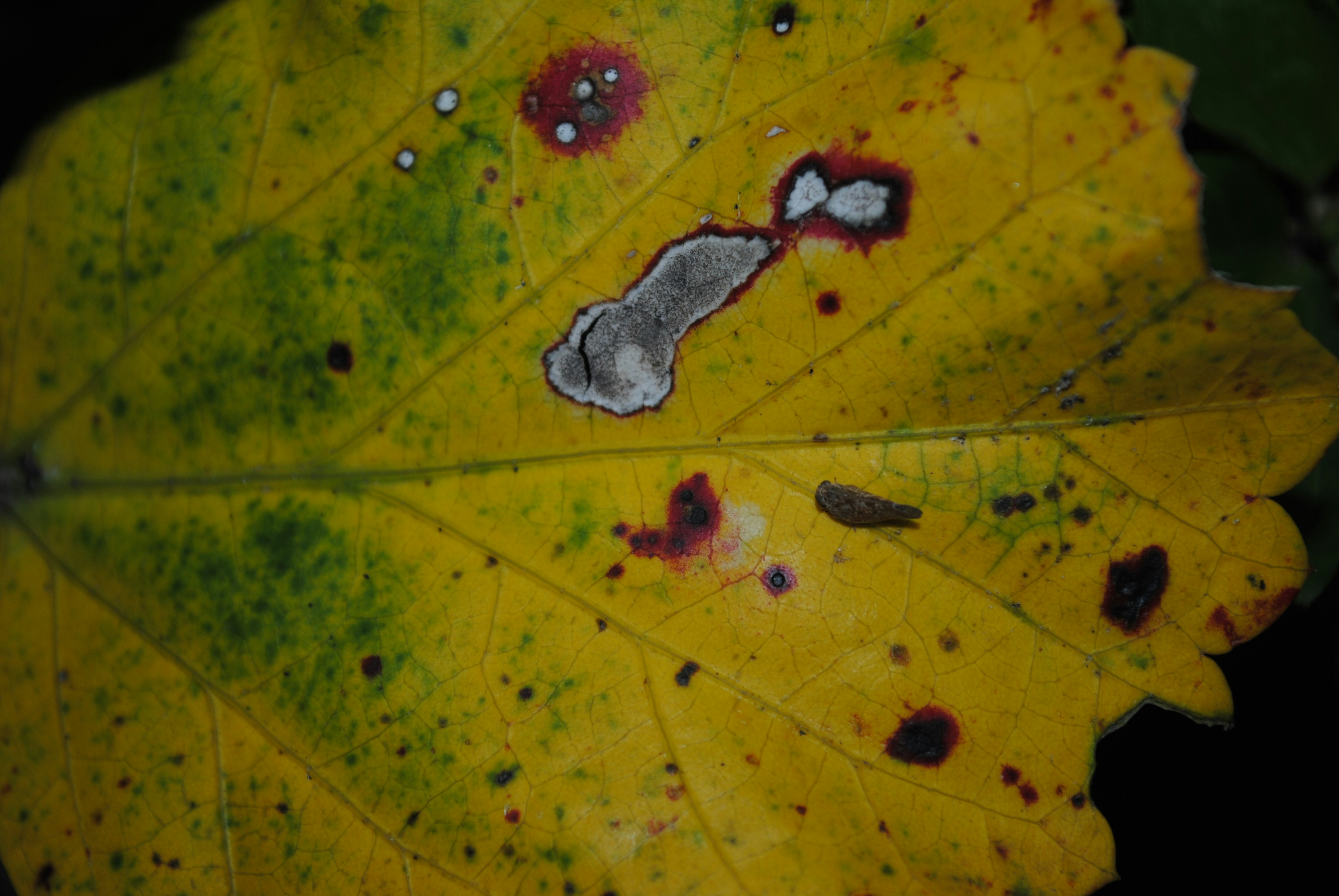 Golden Vein Study: Close-Up of an Autumn Leaf's Spots and Worn Edges