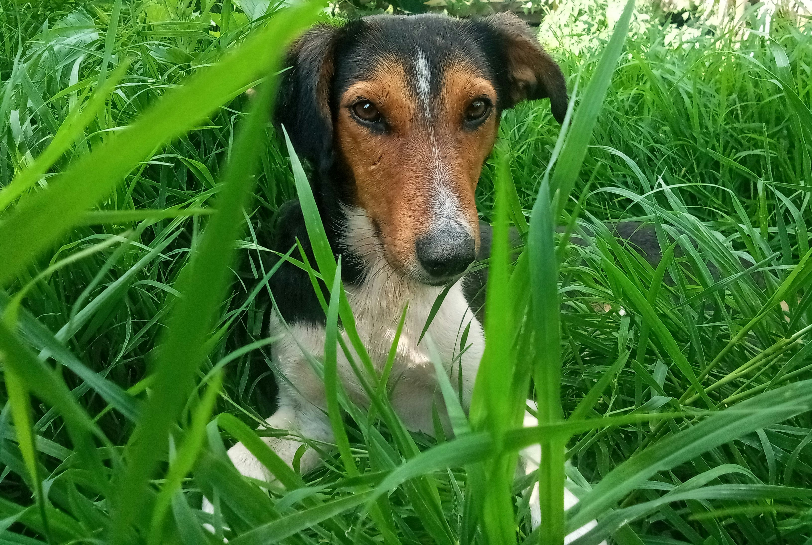 Dog nestled in tall green grass, peering through the blades.