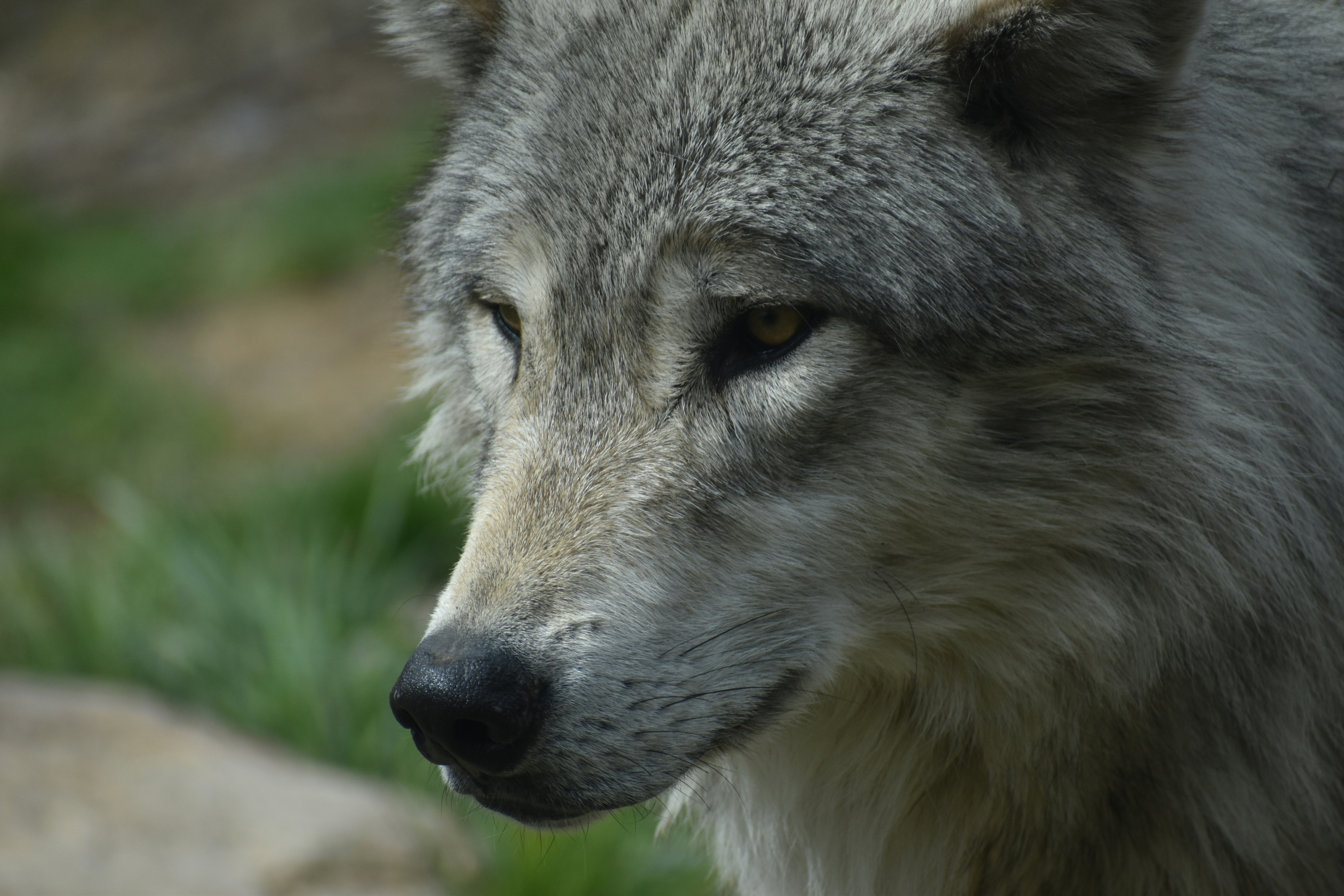 Beautiful wolf in Yellowstone national park