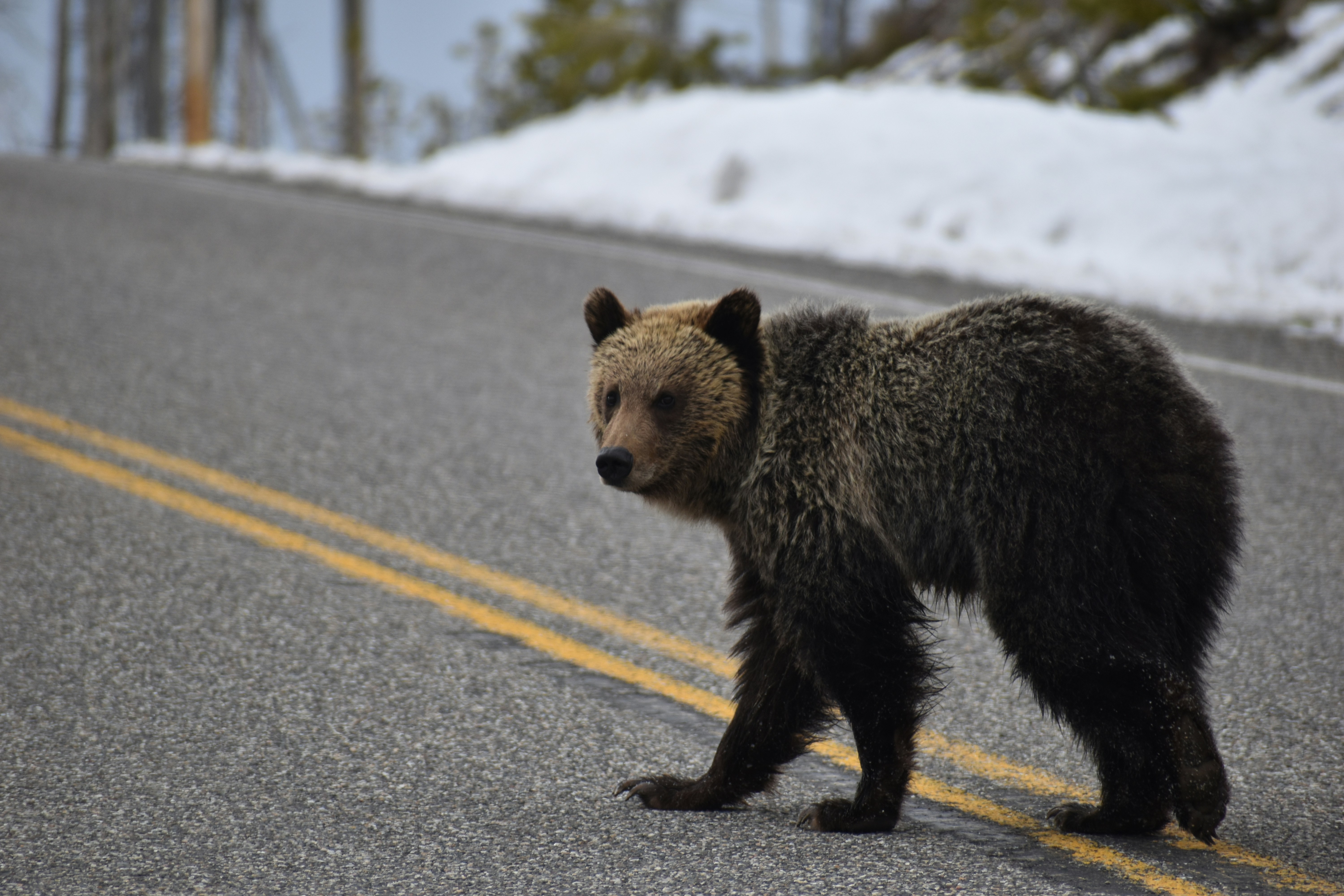 Bear at the Yellow Line: a mountain-road pause in fresh snow