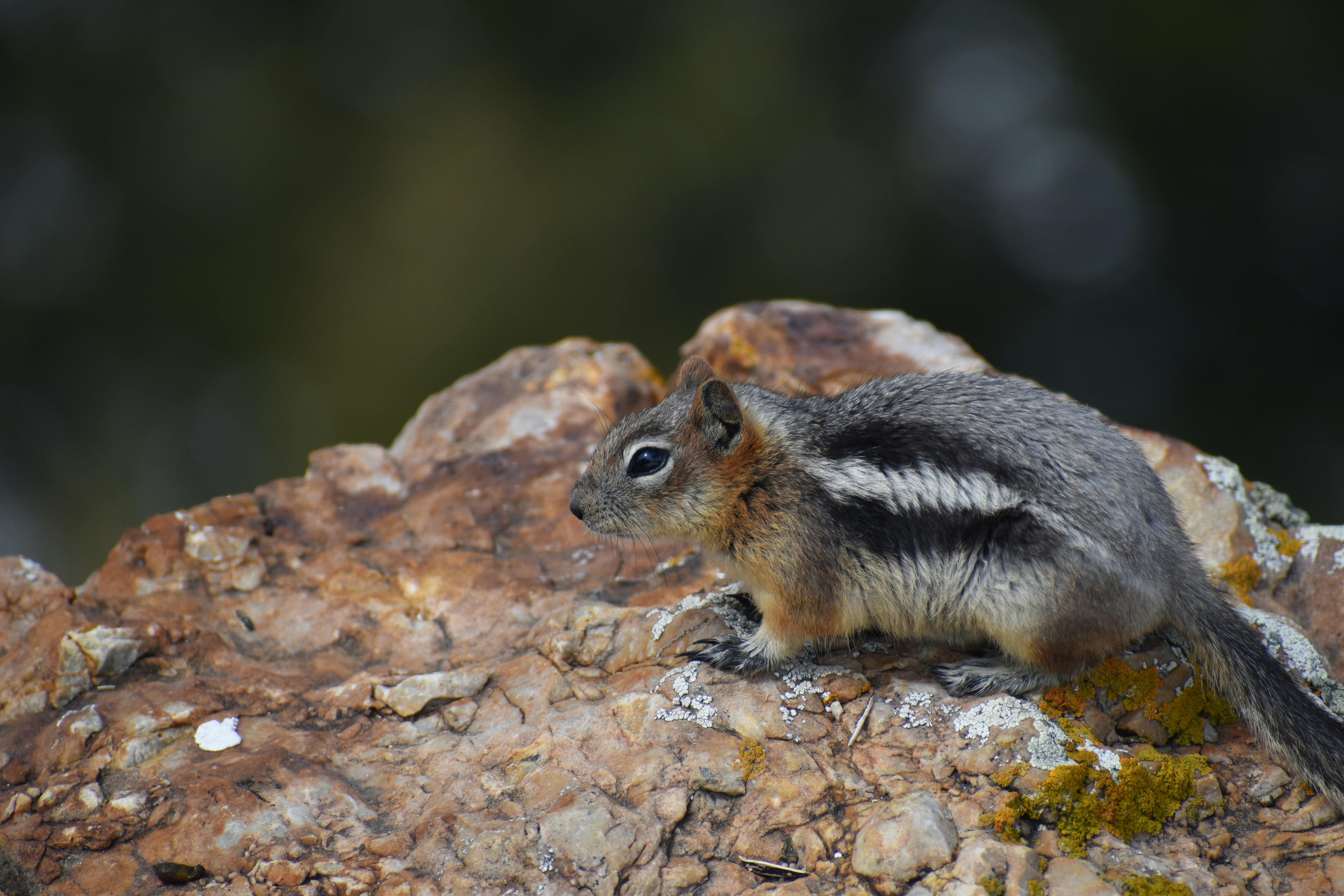 Chipmunk with distinct stripes perched on a rocky surface in a natural setting.