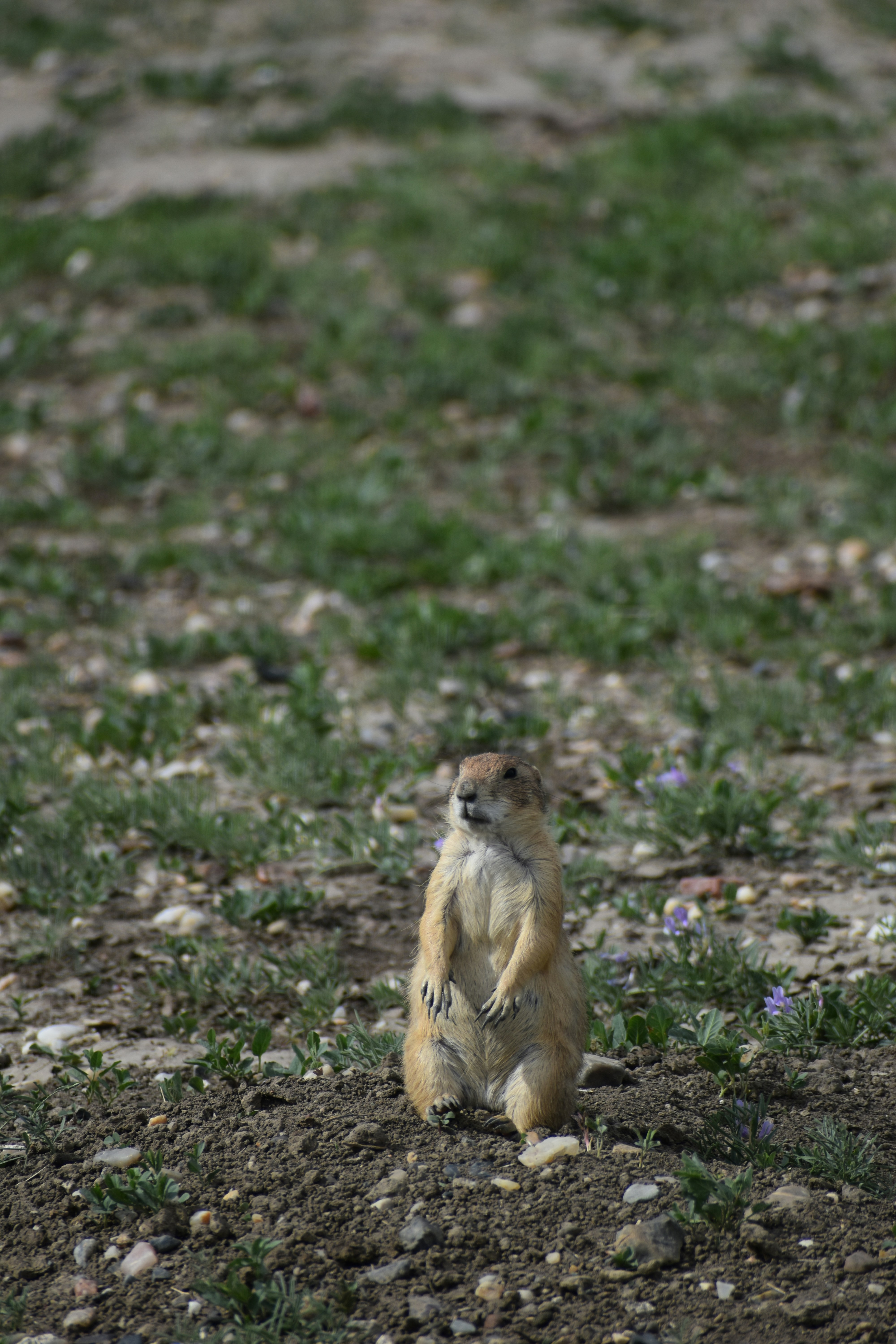 A prairie dog stands alert on its hind legs, surveying its surroundings amidst a backdrop of green grass and scattered wildflowers.