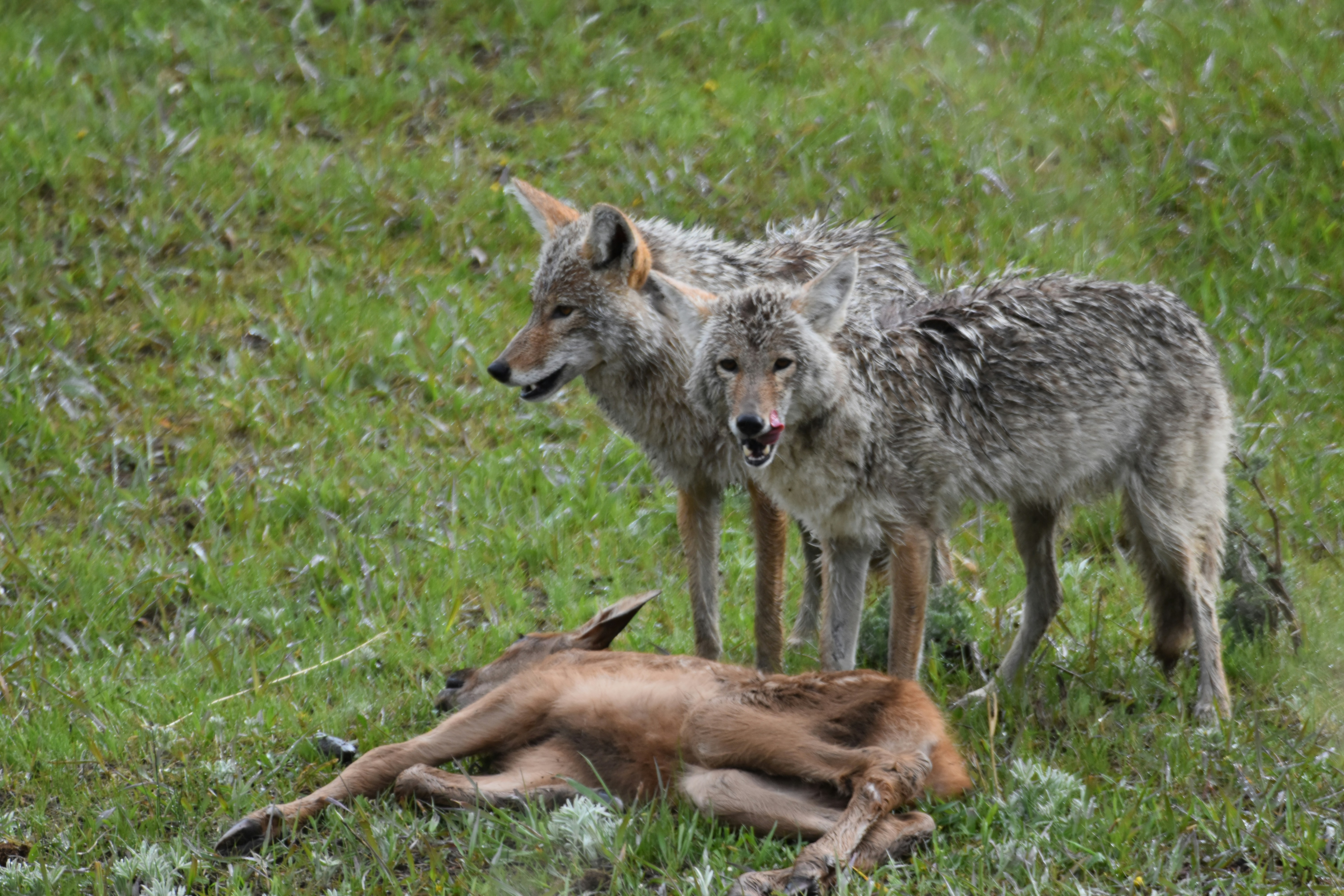 A wolf biting a wolf photo – Free Yellowstone national park Image on ...