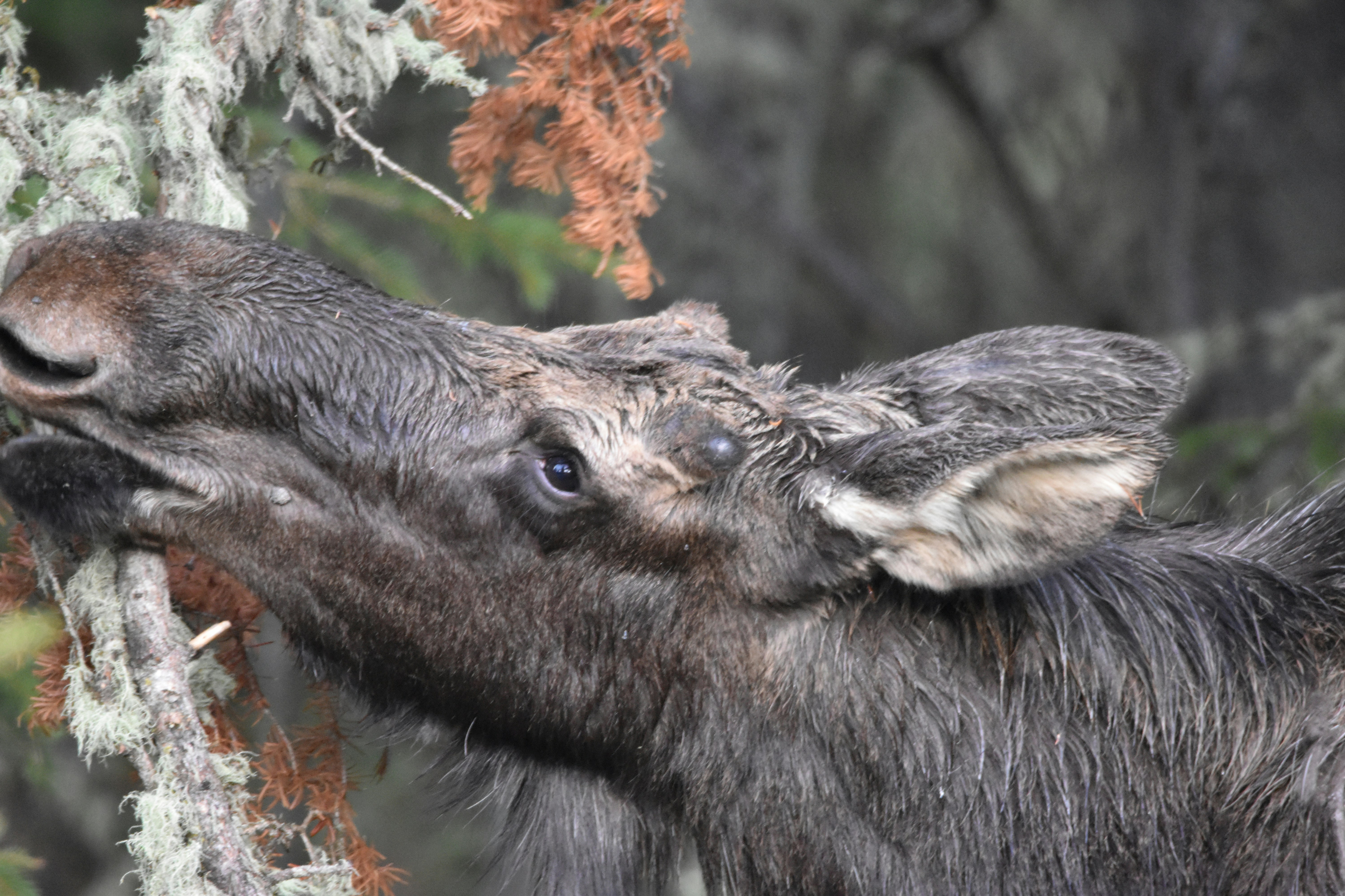 Moose in Profile: Reaching for Cedar in a Mossy Forest