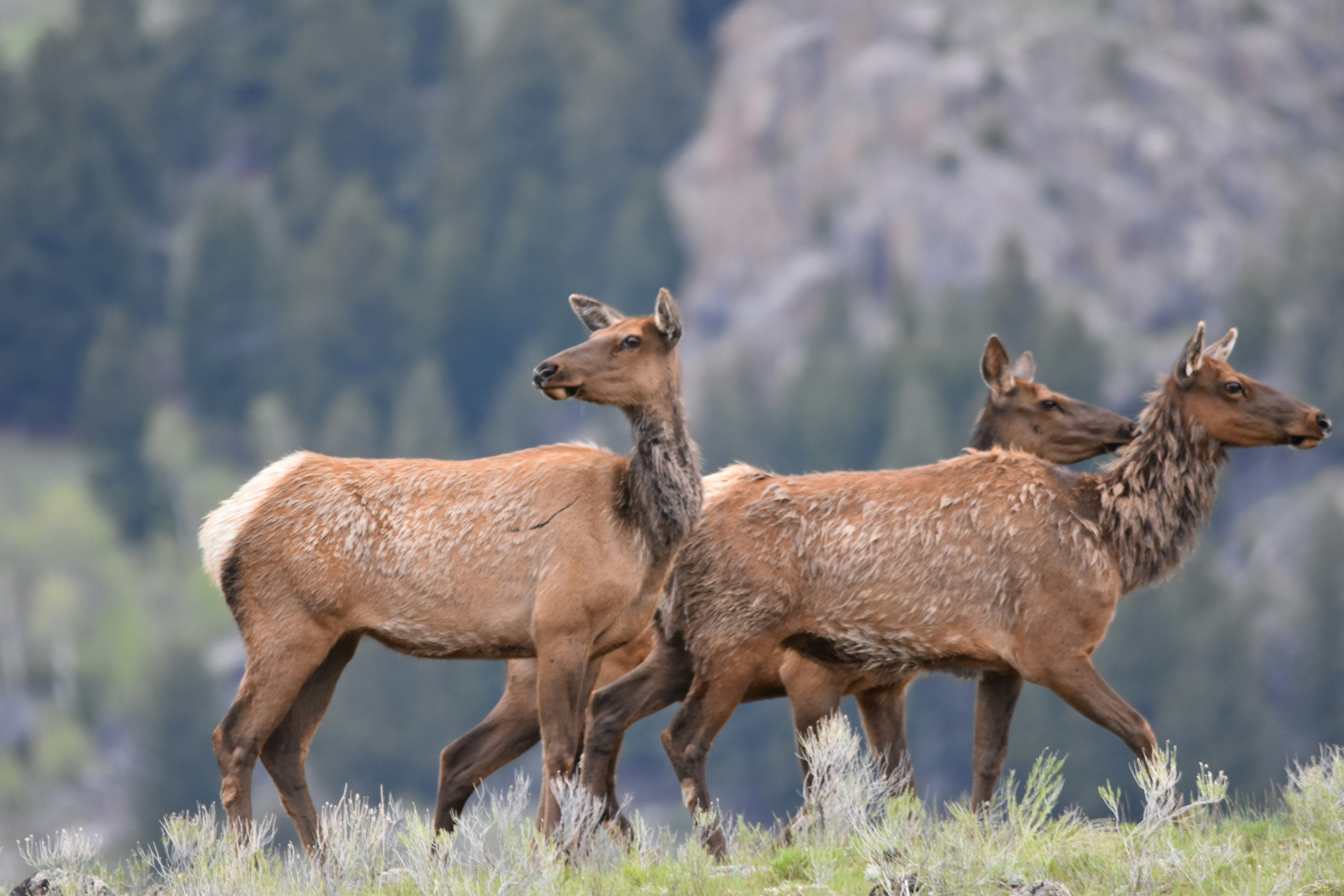 Three female elk moving along in Yellowstone national park