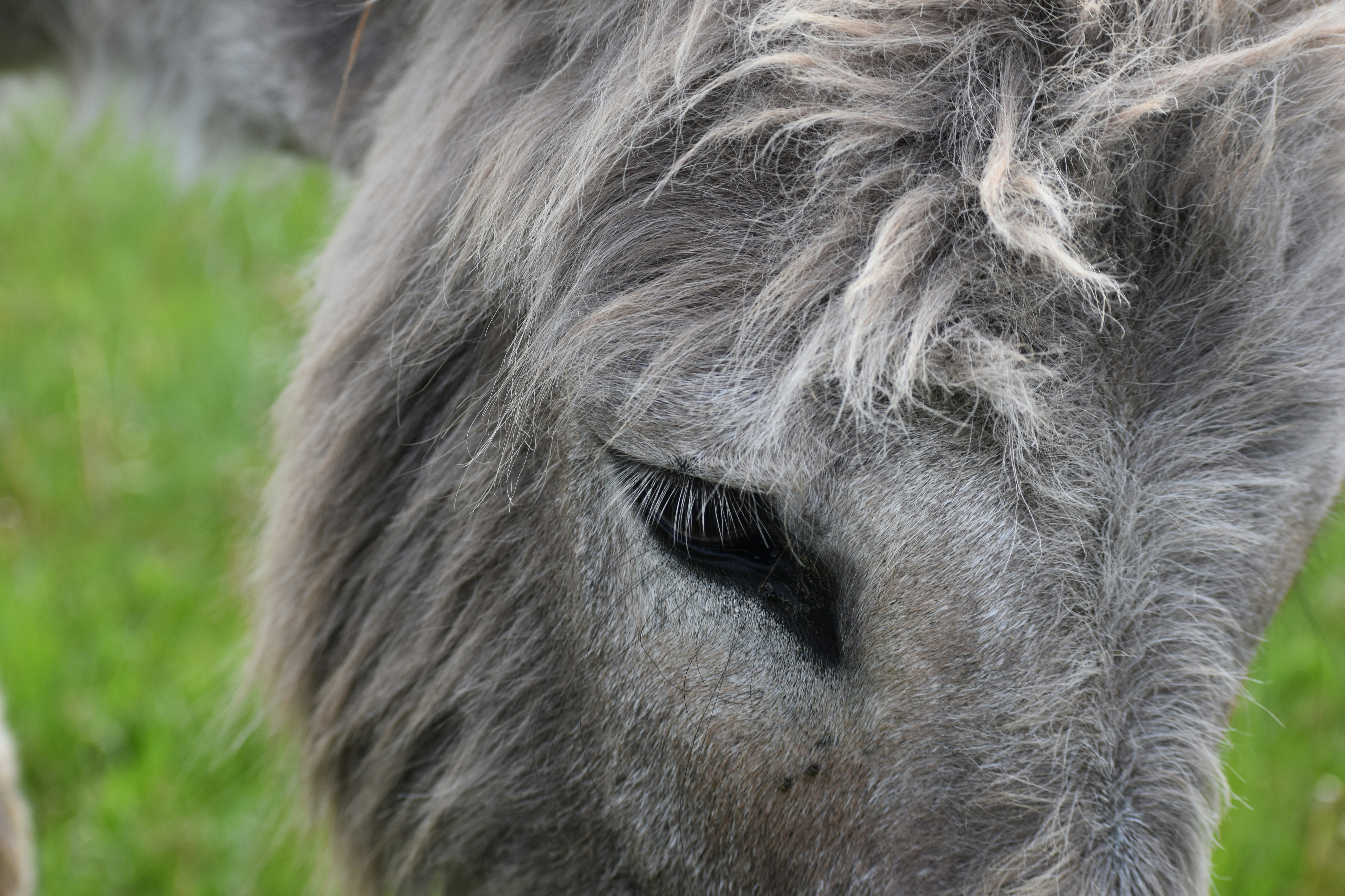 Pretty burro eating flowers in Grand Teton national park