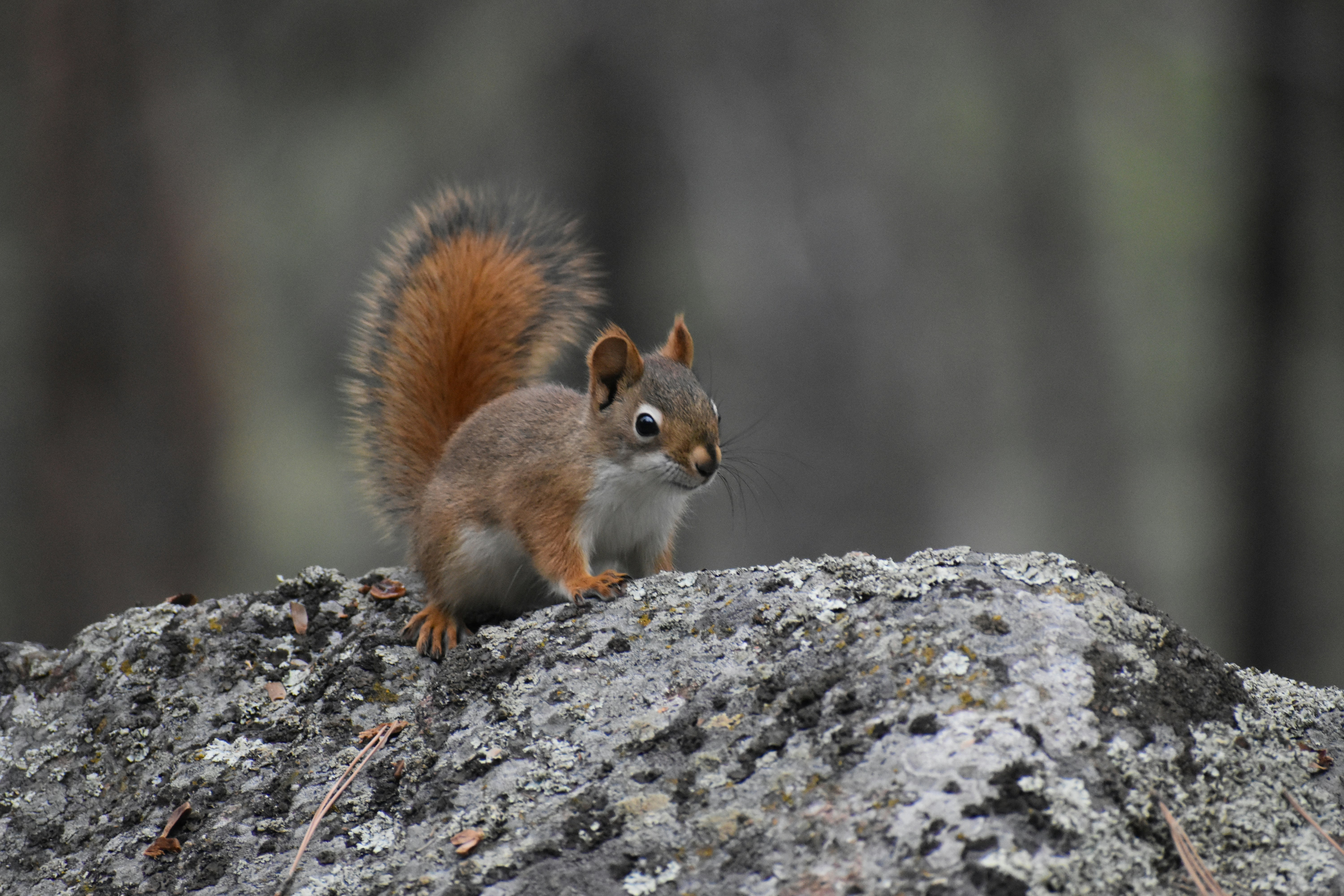 Cute red squirrel on a rock at Devils Tower national monument 