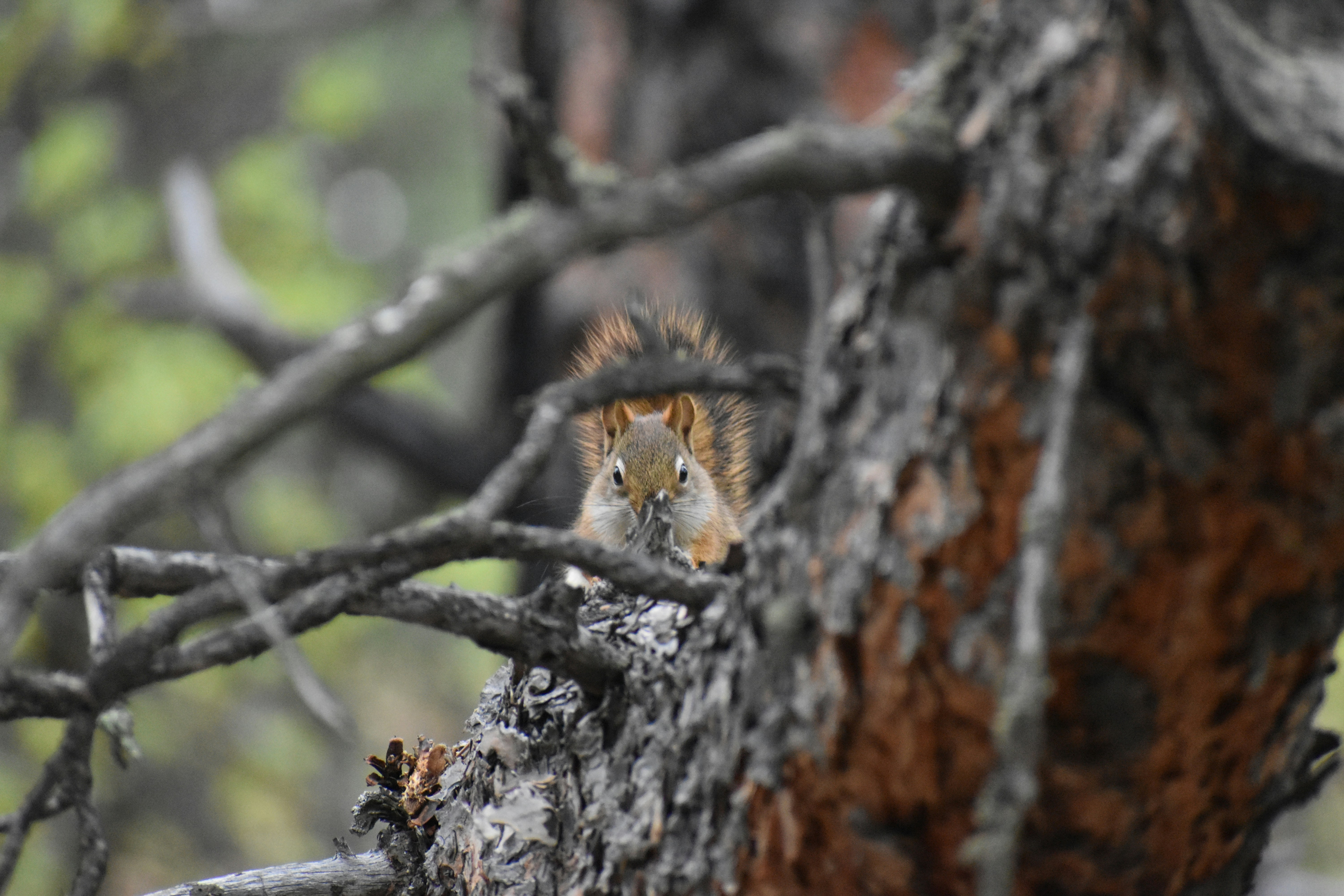 Red squirrel looking at the camera from behind a branch at Devils Tower national monument 