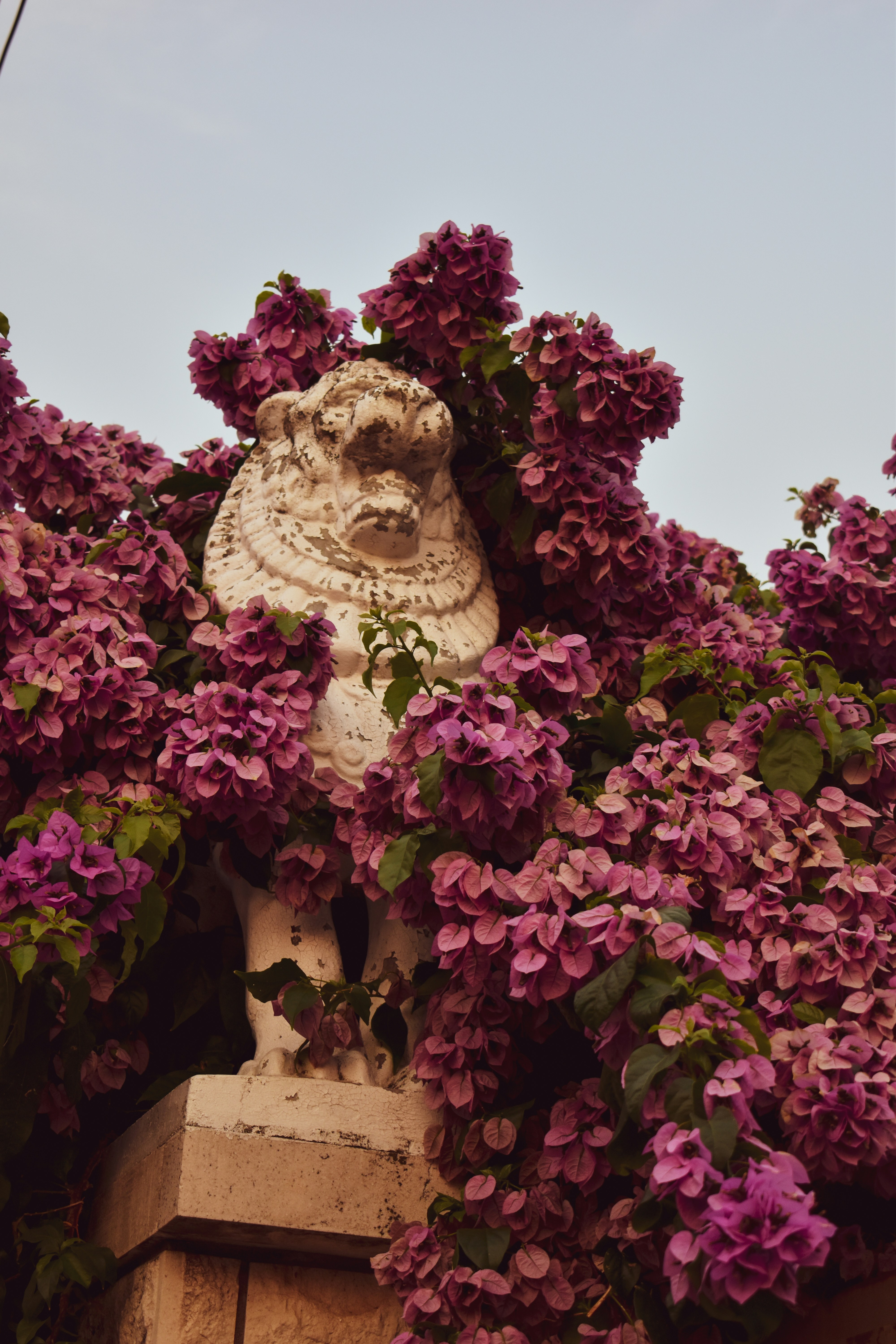 Hydrangea-Cloaked Sentinel: a Weathered Bust Surrounded by Magenta Blossoms