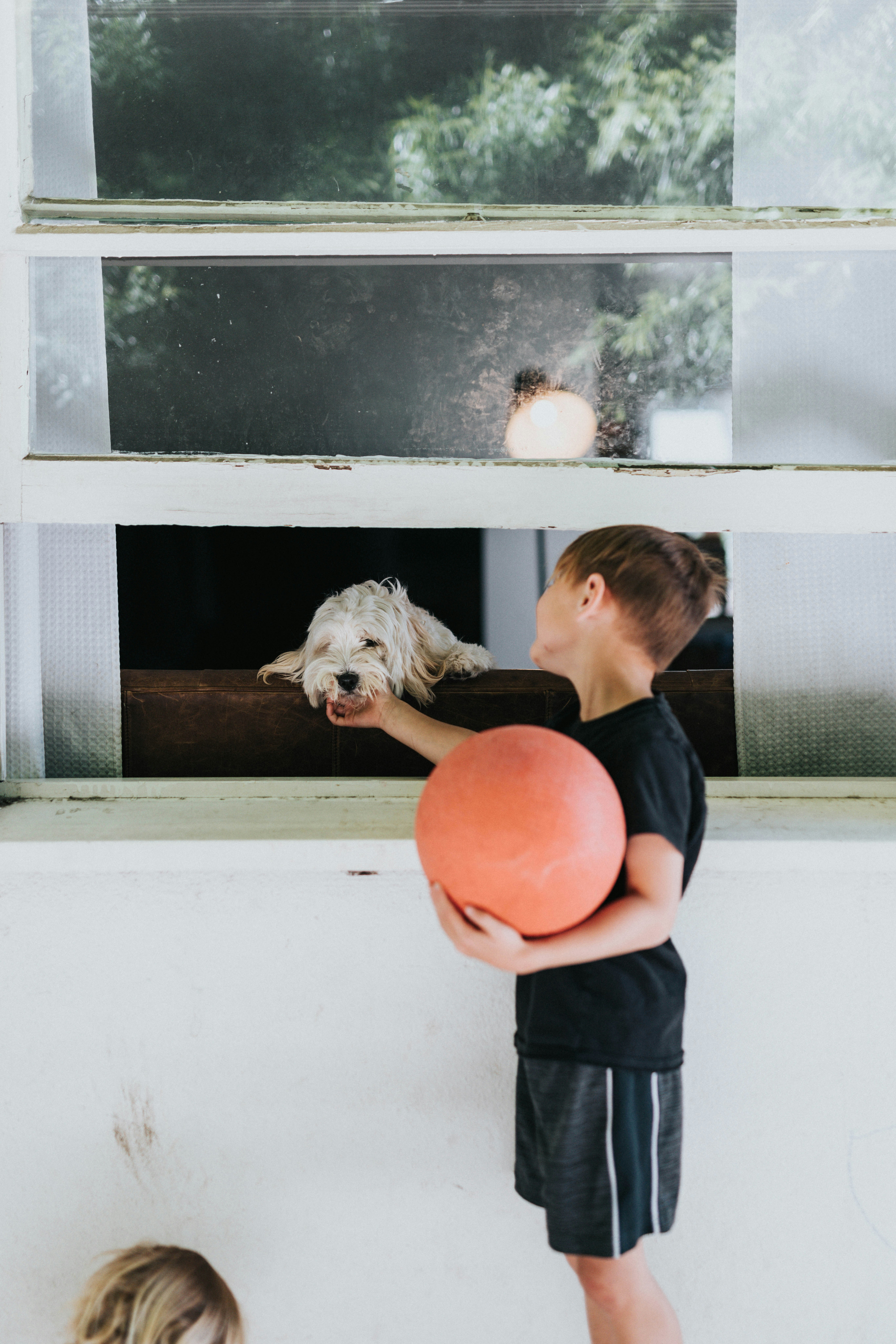 A Boy and a Beagle: Ball, Window, and Shared Gaze