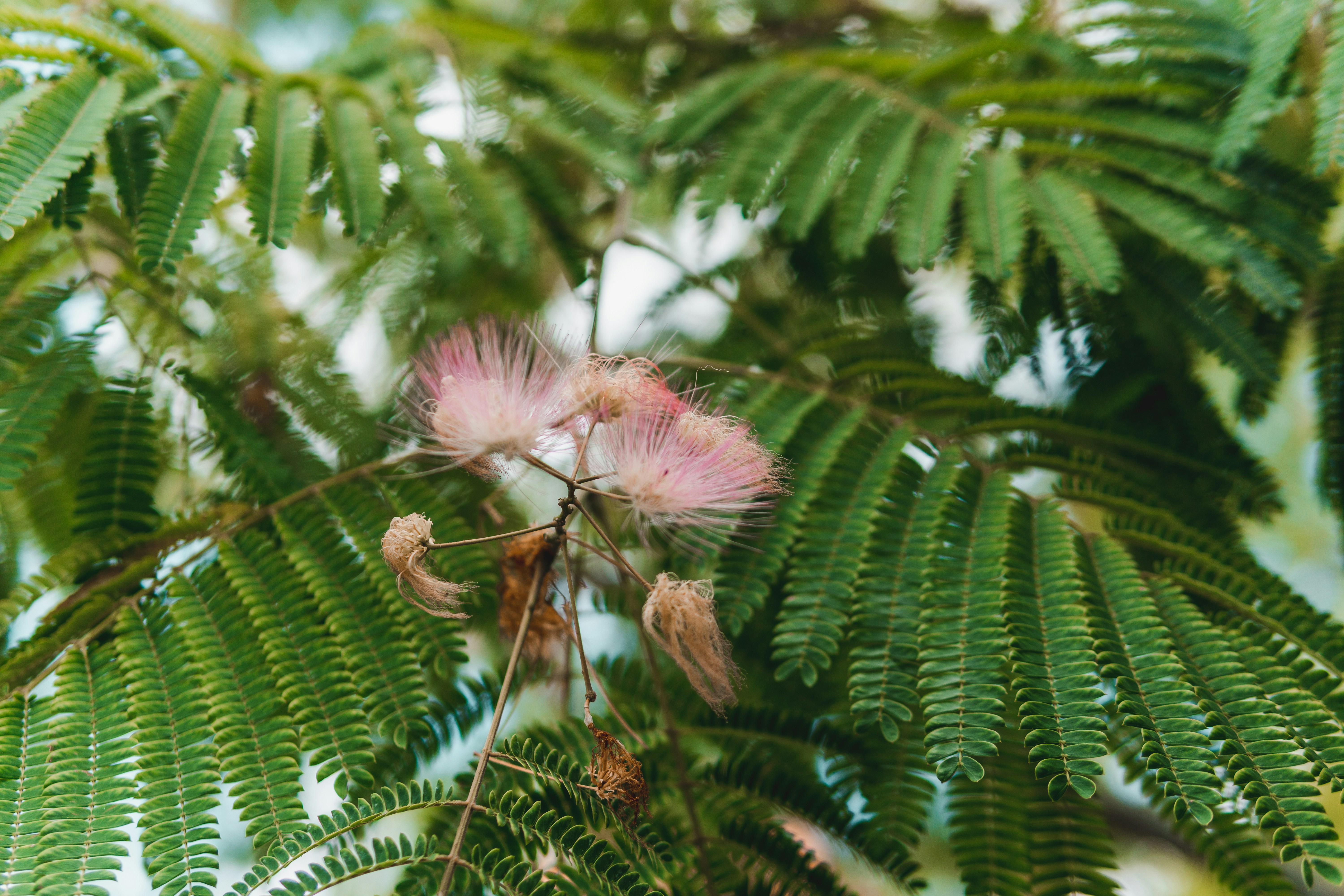 Powder-Puff Bloom Nestled in Fern Lattices