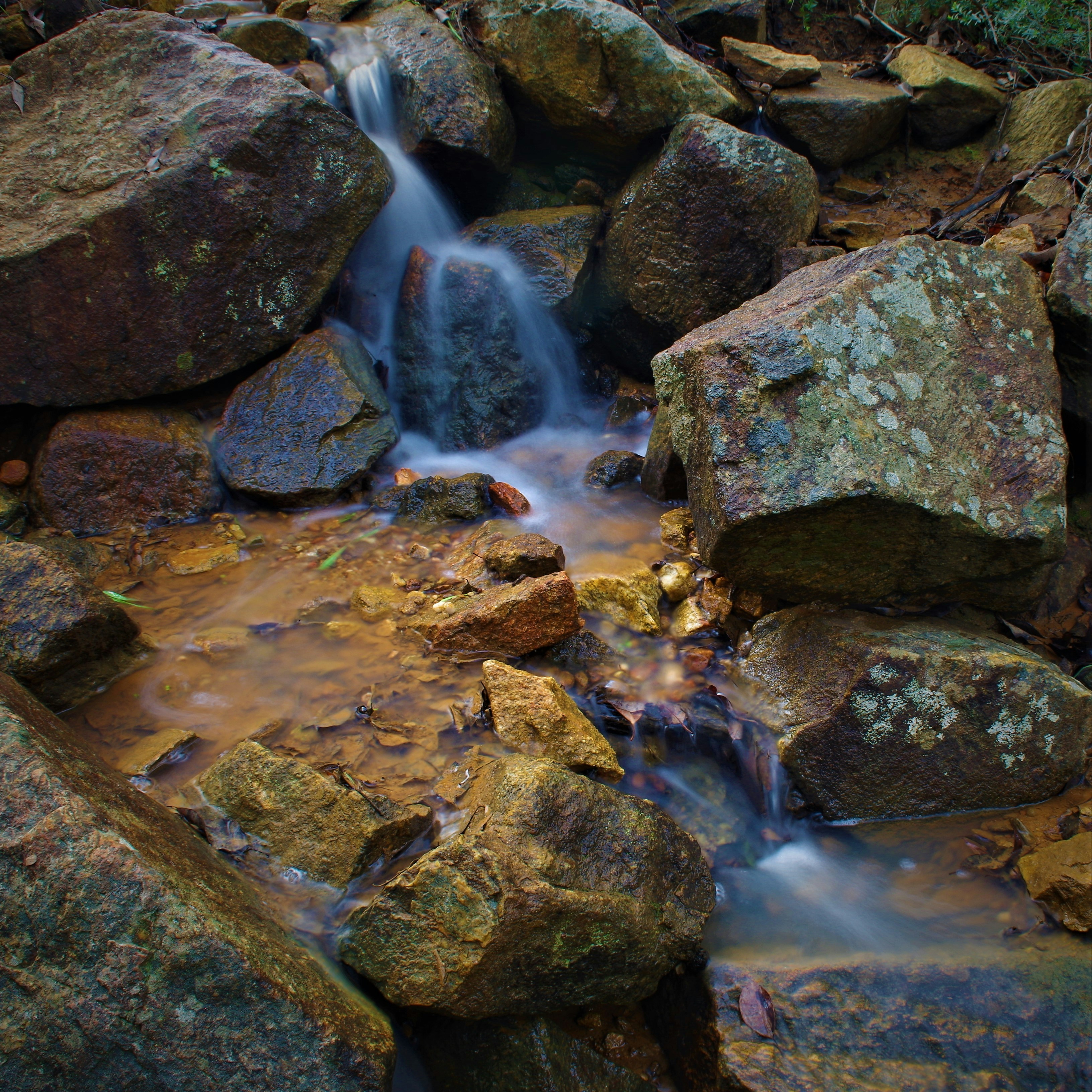 Thyme, Place & Story | Susan Wittig Albert | Substack