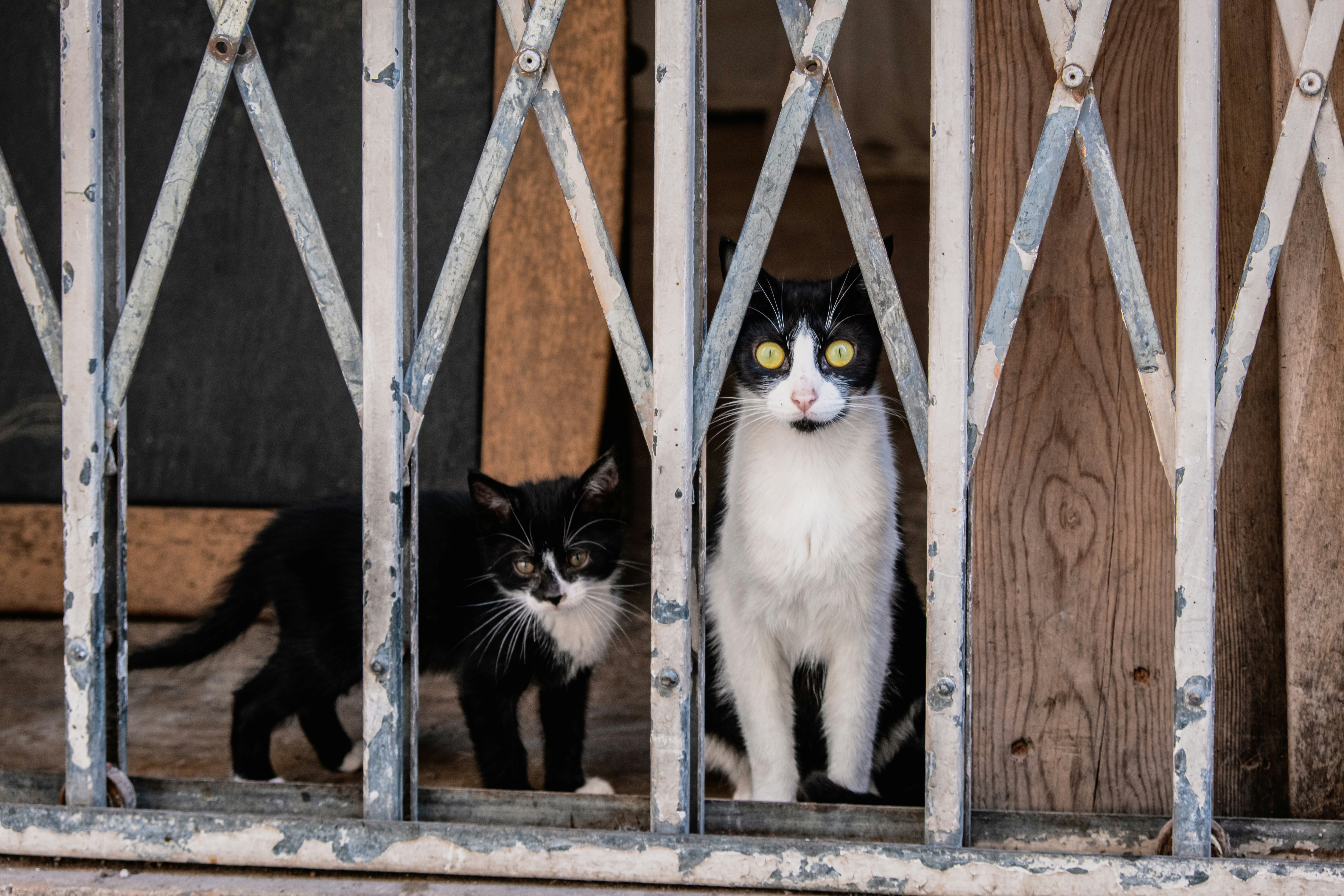 Two cats peering through a weathered metal grate, one black and white and the other solid black, showcasing their curious expressions.