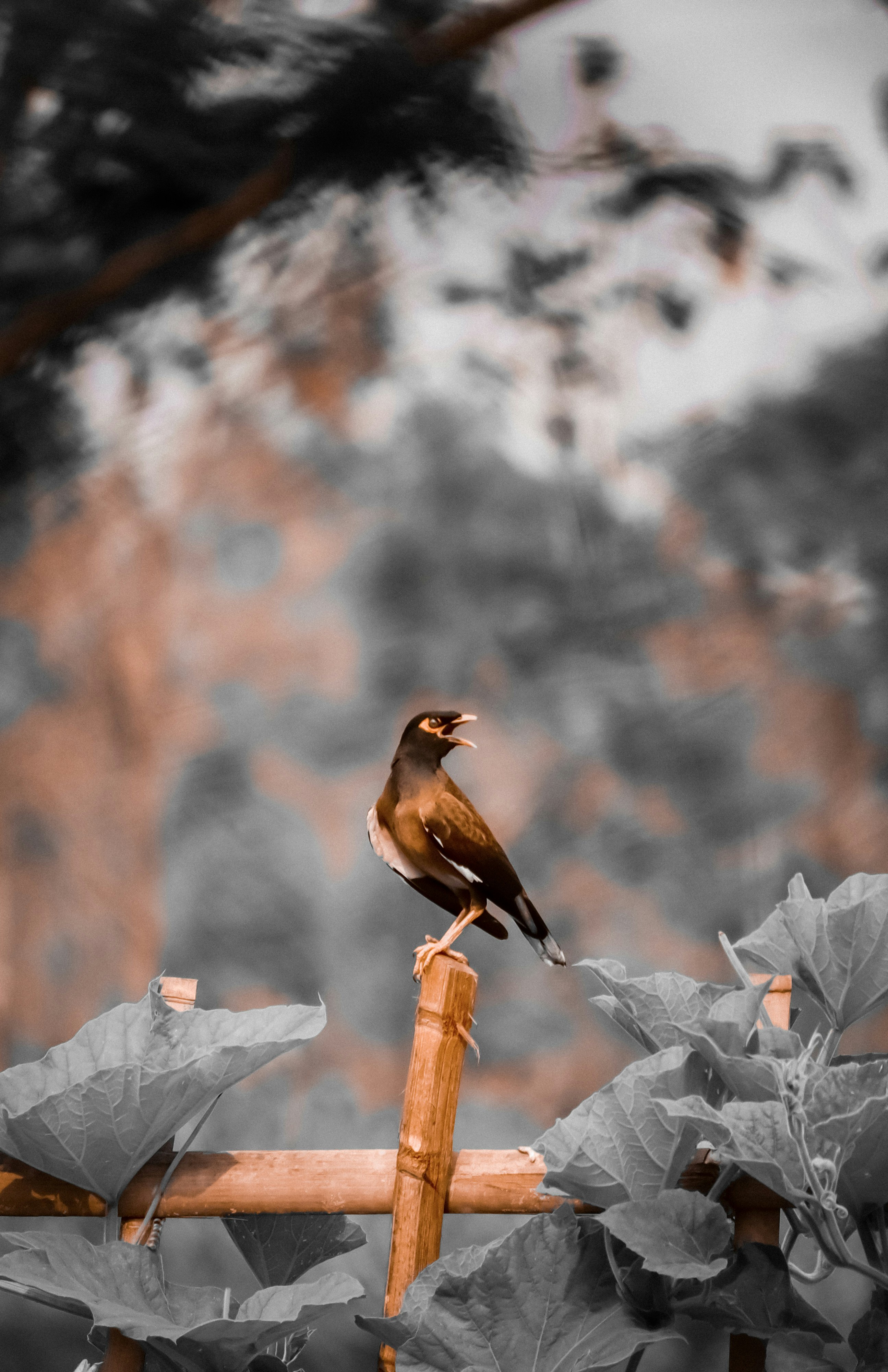 Ember-Toned Songbird Perch on a Weathered Fence