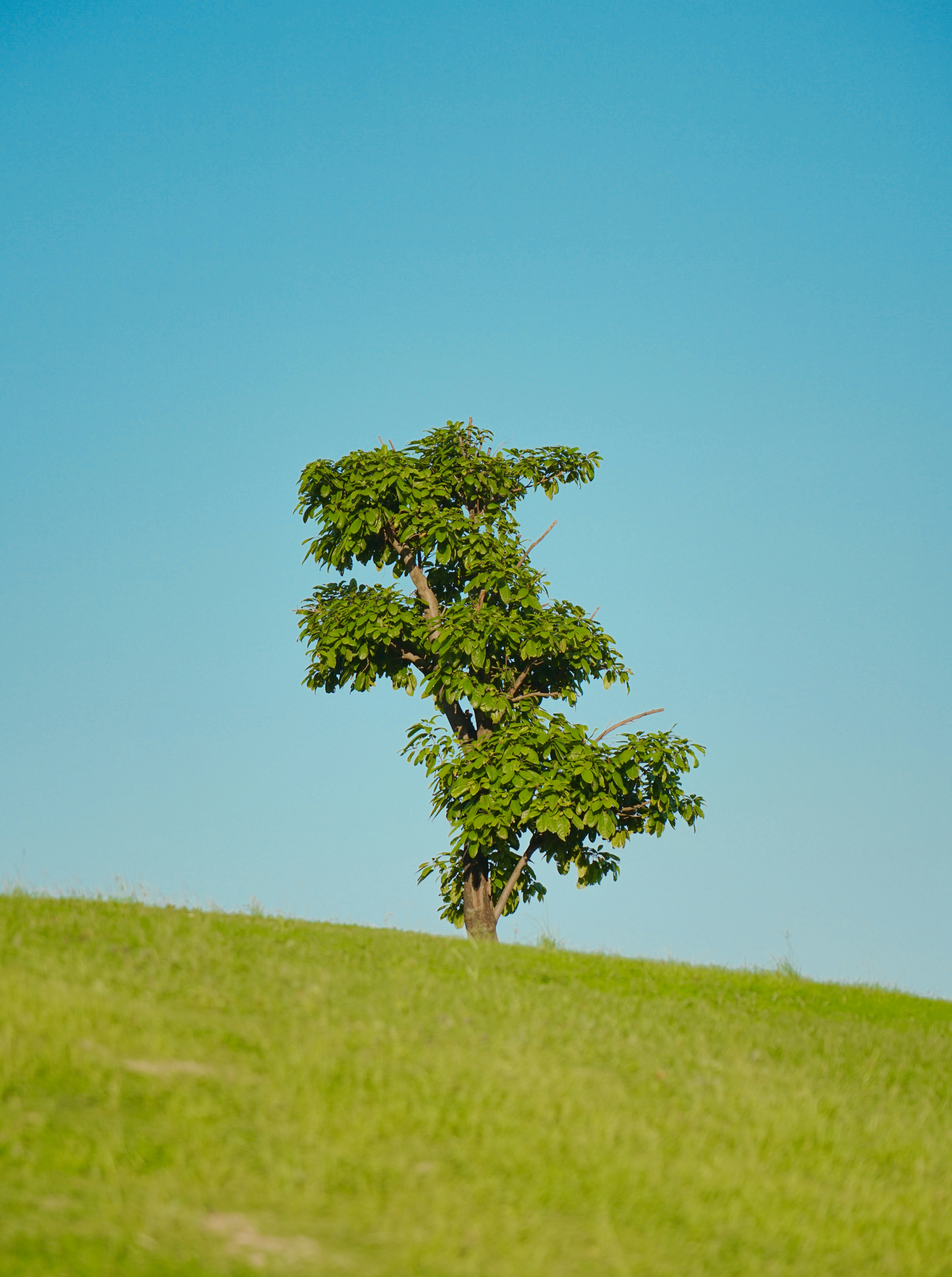A tree in a field photo – Free Shenzhen bay Image on Unsplash