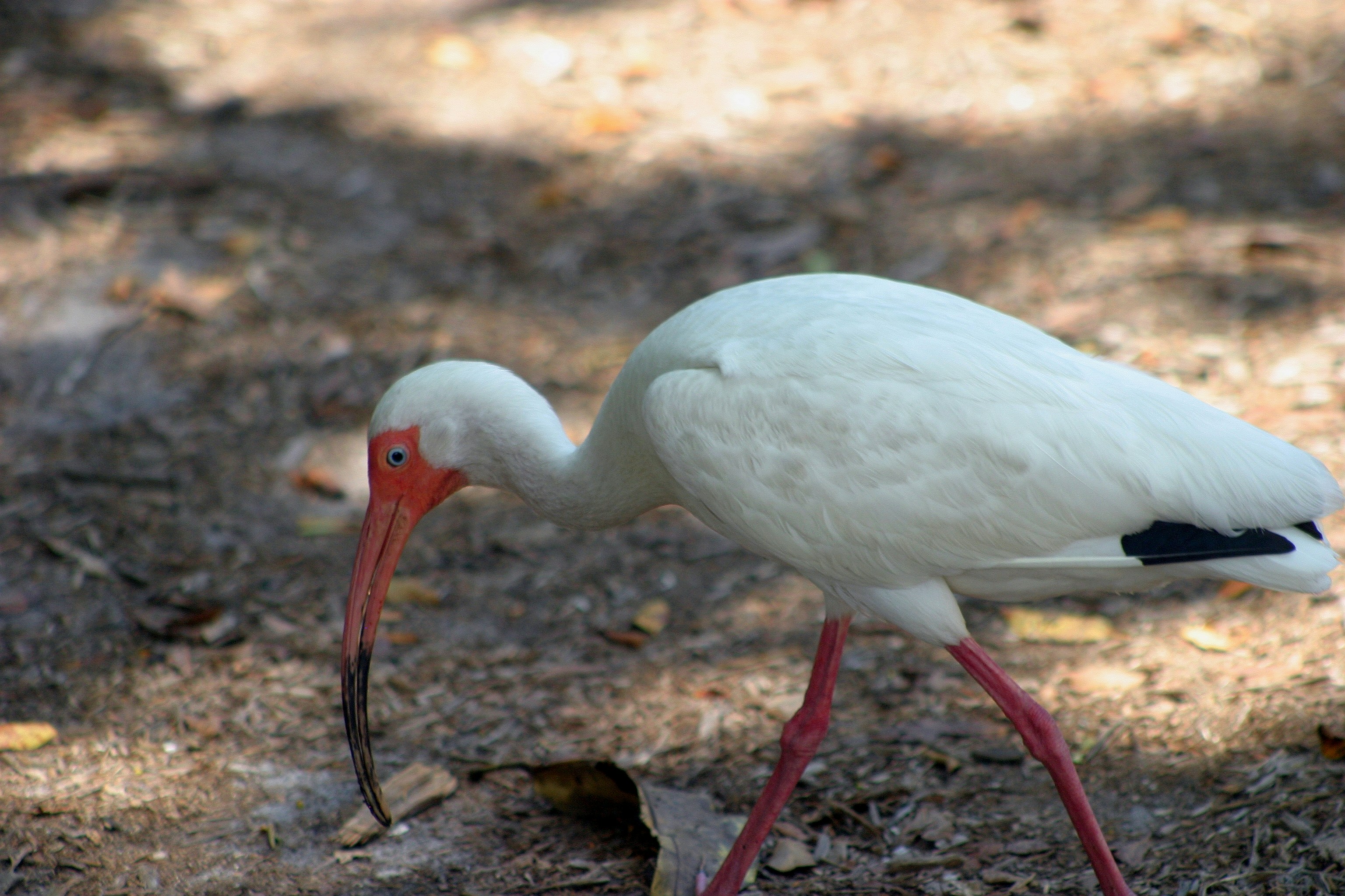 Un oiseau blanc au long bec photo – Photo Etats-Unis Gratuite sur Unsplash