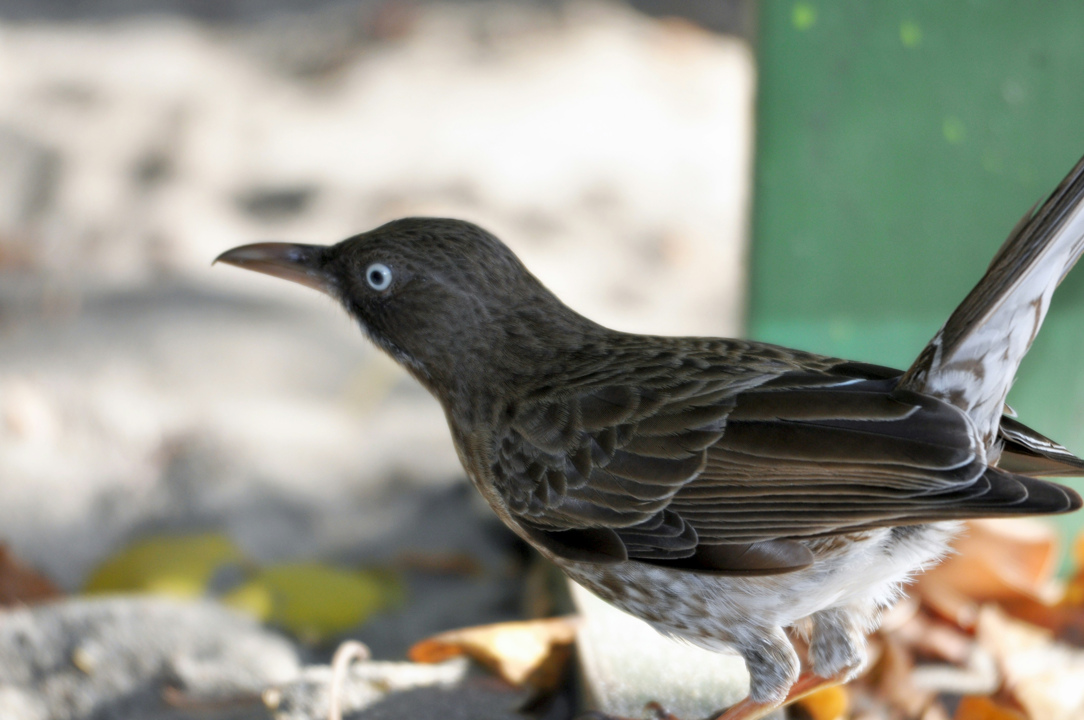 Midday Chase: A Pied Blackbird Struts Across a Sunlit Alcove