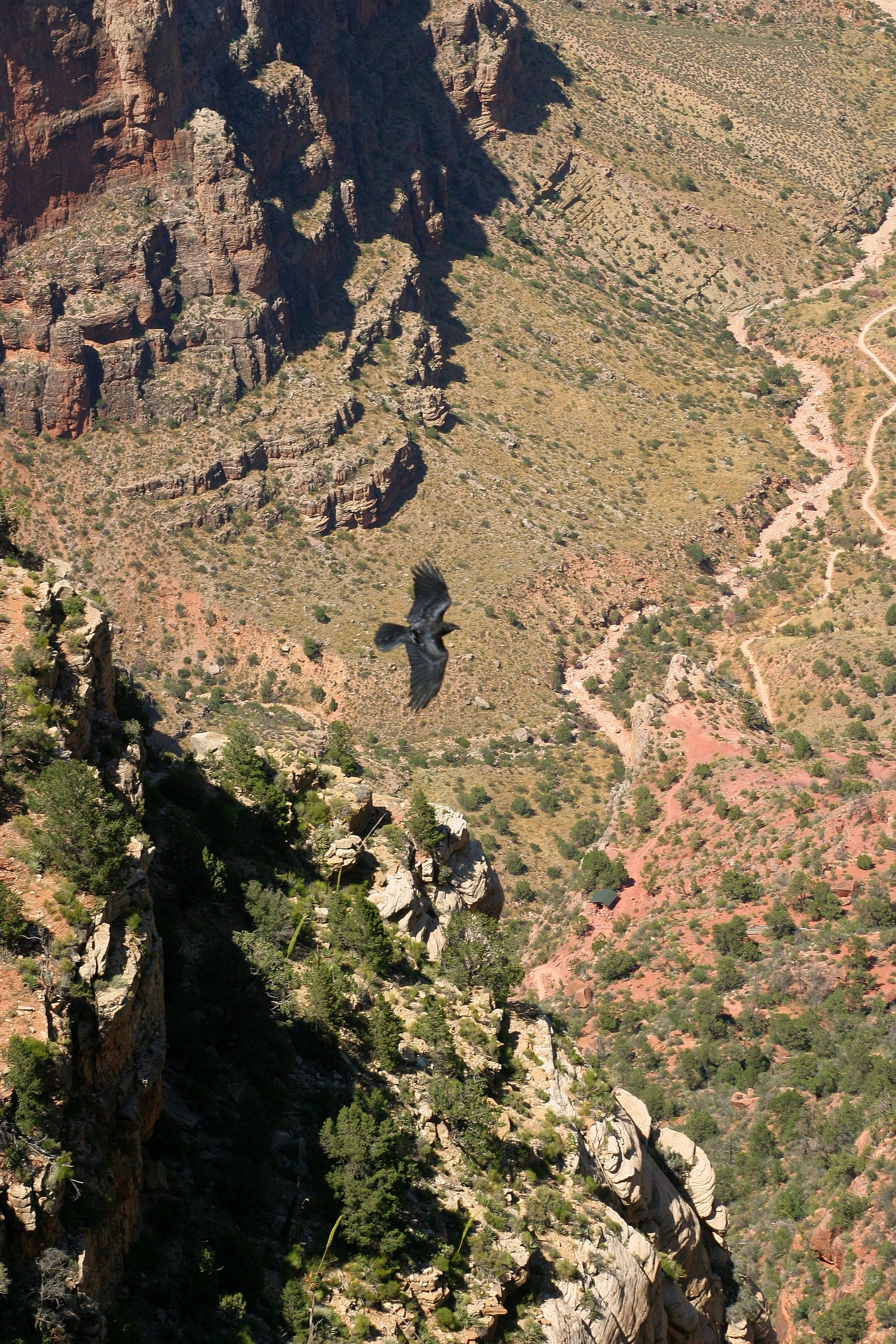 A raven glides gracefully above the rugged cliffs of a canyon, showcasing the vast landscape below. The interplay of sunlight and shadow highlights the natural beauty of the terrain.