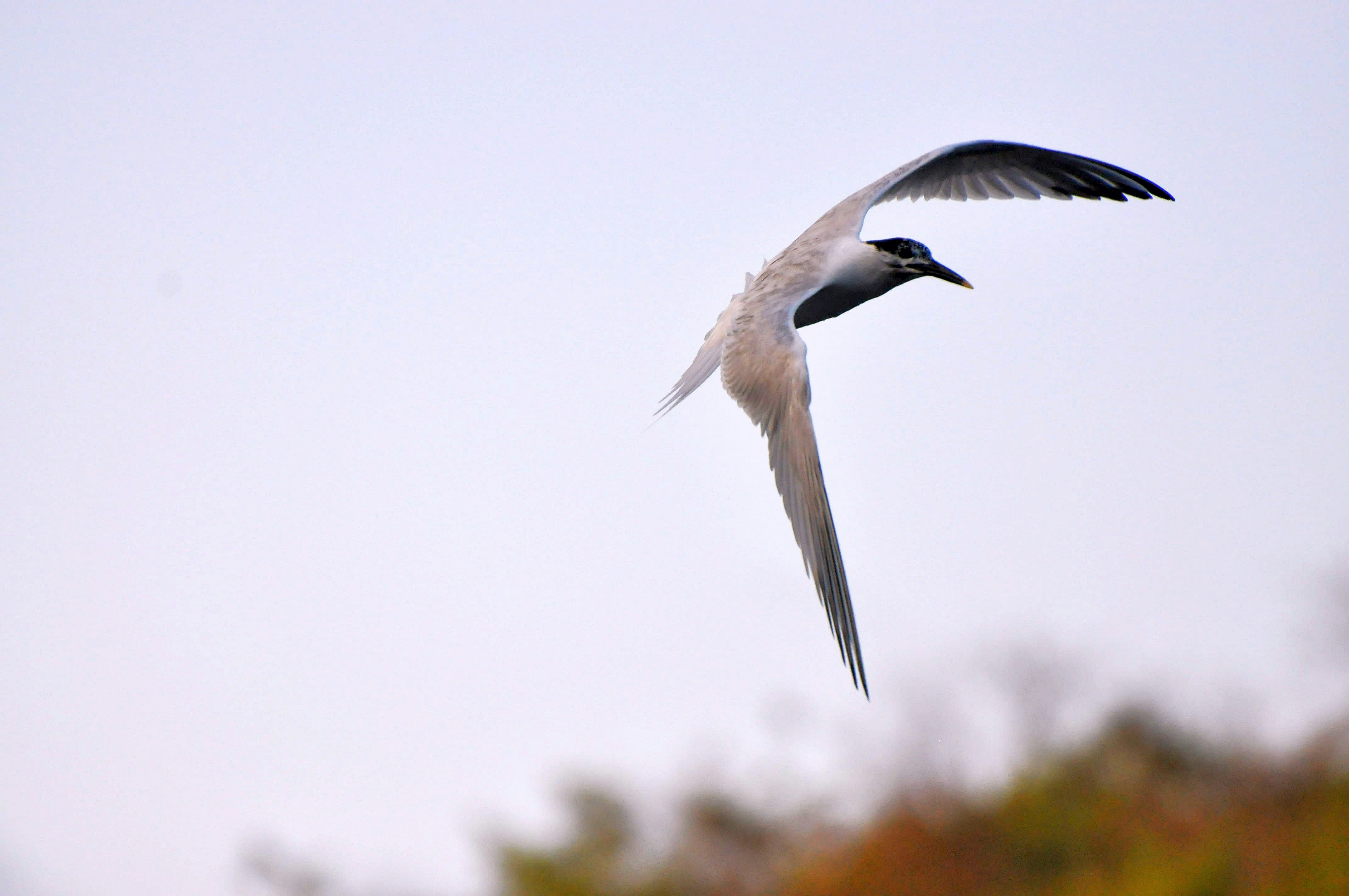 A bird flying in the sky photo – Free Virgin islands Image on Unsplash