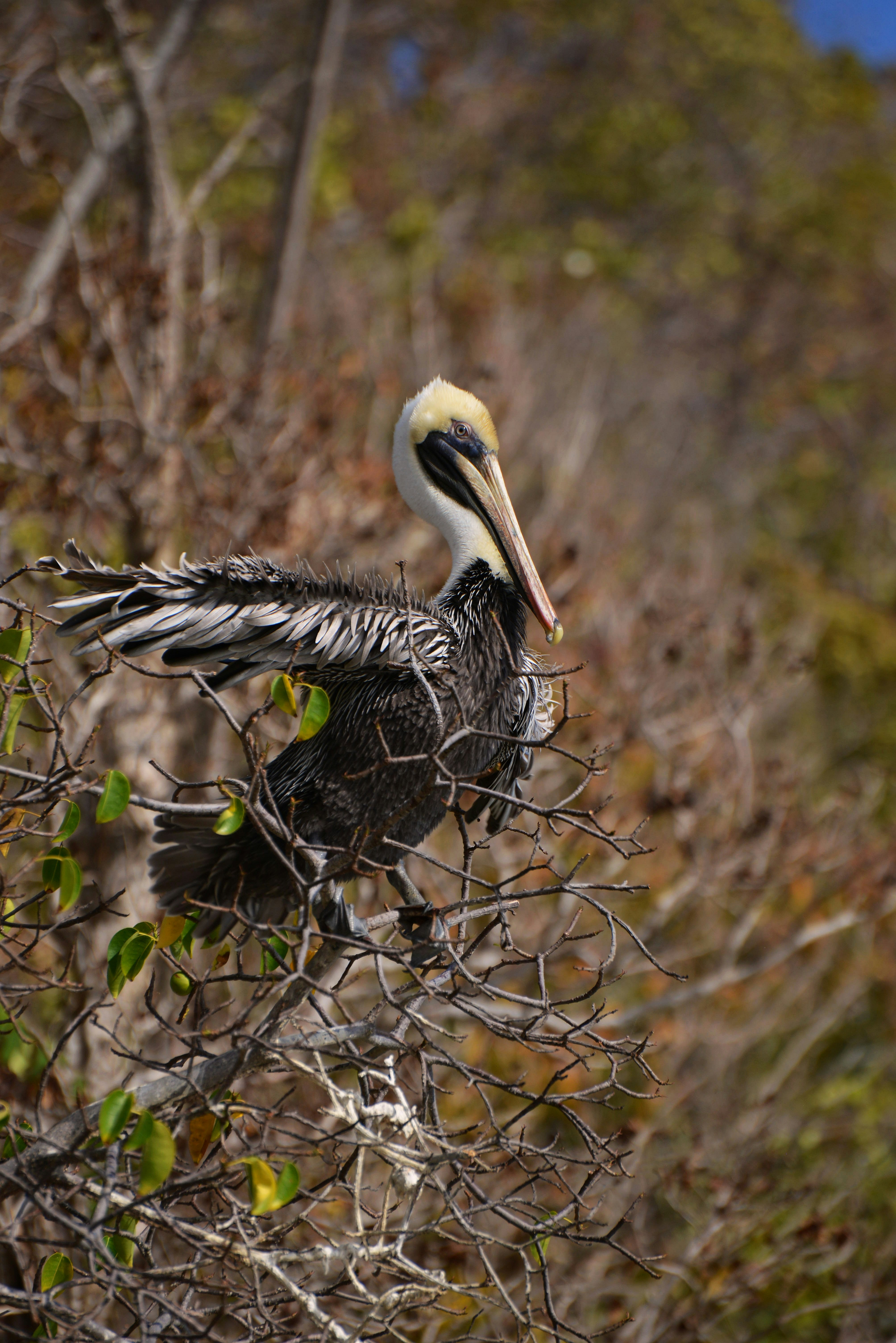 Great White Pelican Rests Amid Thorny Branches under Bright Sky