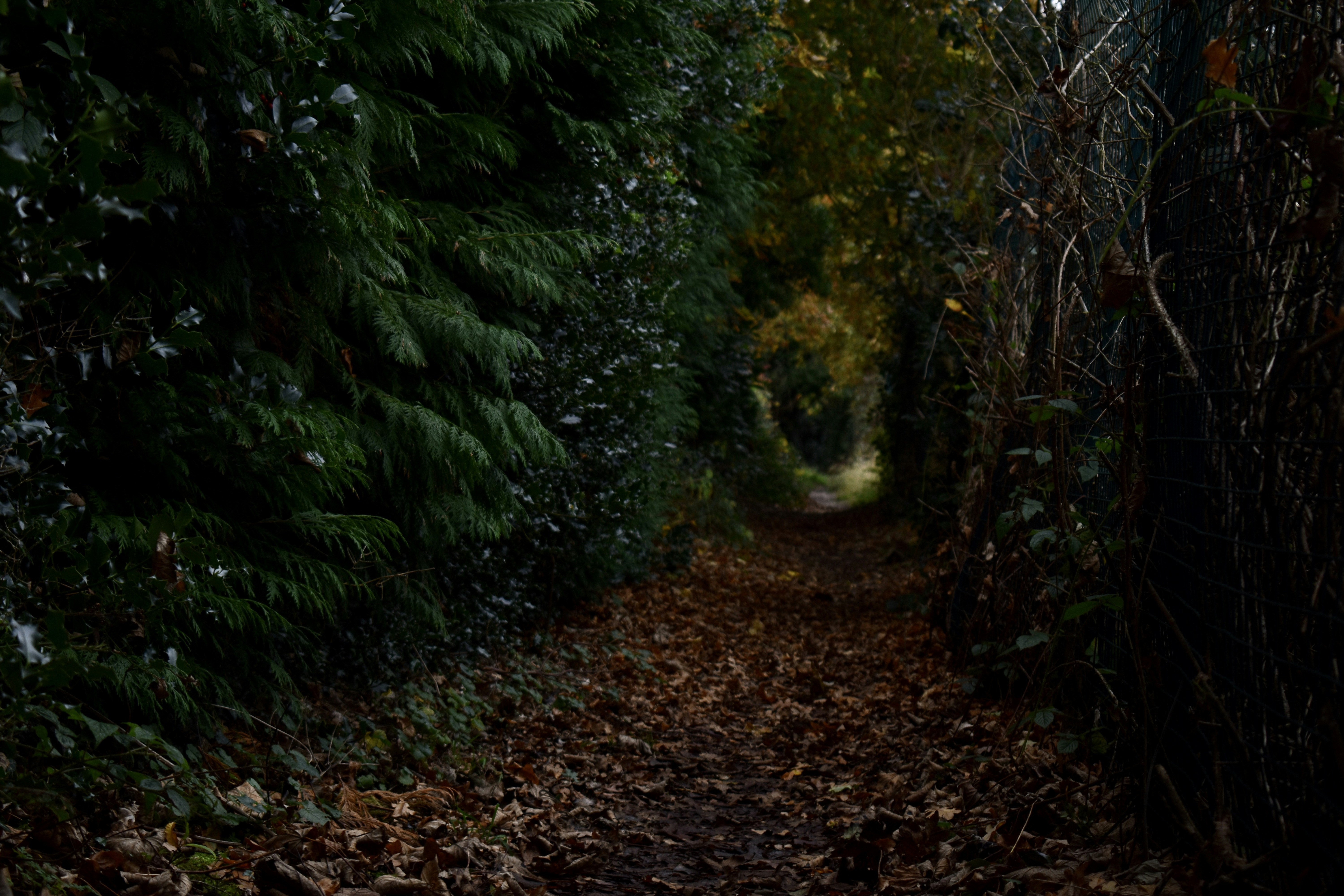 Narrow pathway bordered by dense foliage and scattered leaves, leading into a softly lit distance.