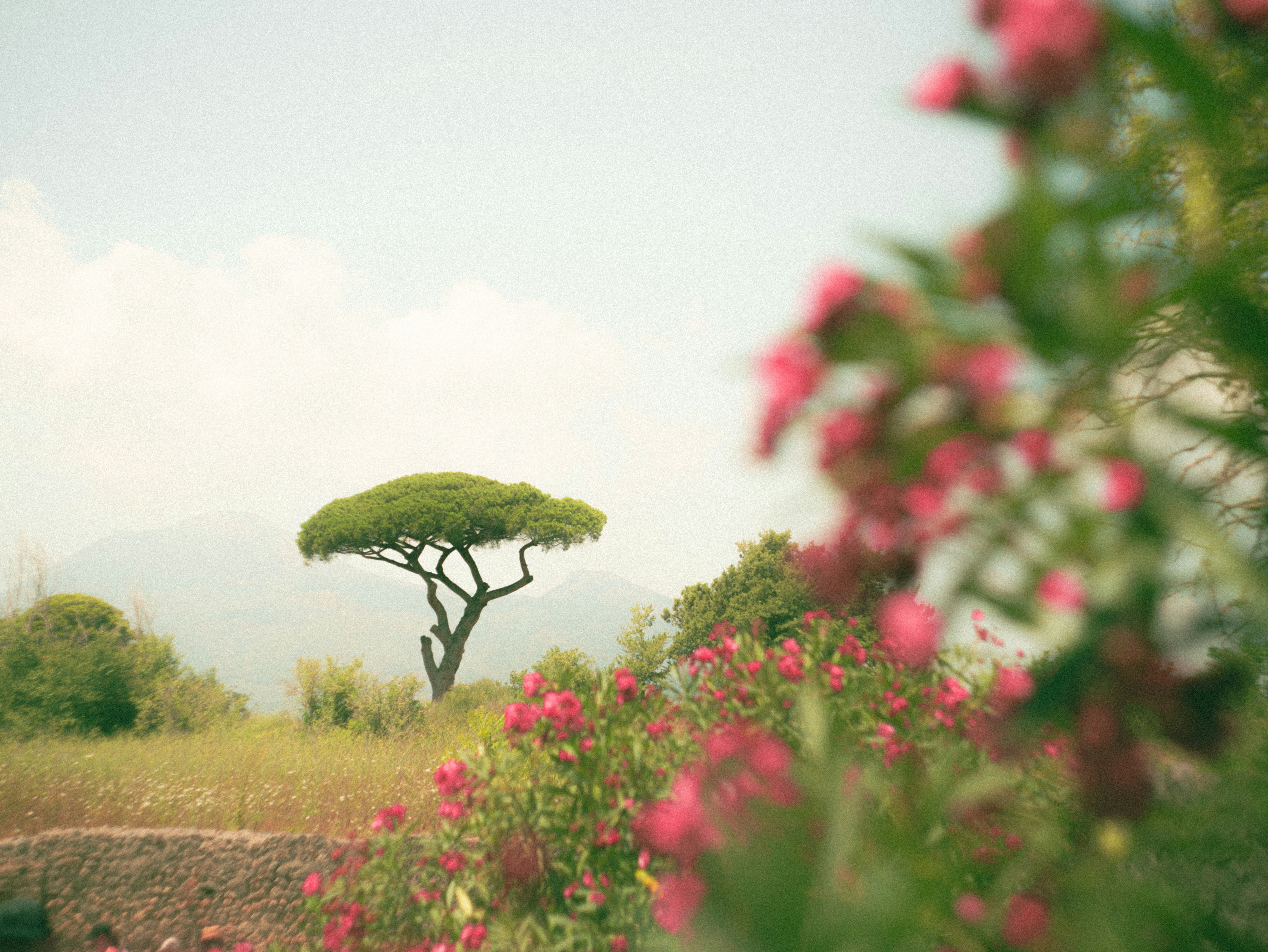 This photograph shows a solitary umbrella-shaped tree in the middle ground, framed by vibrant pink blossoms in the foreground.