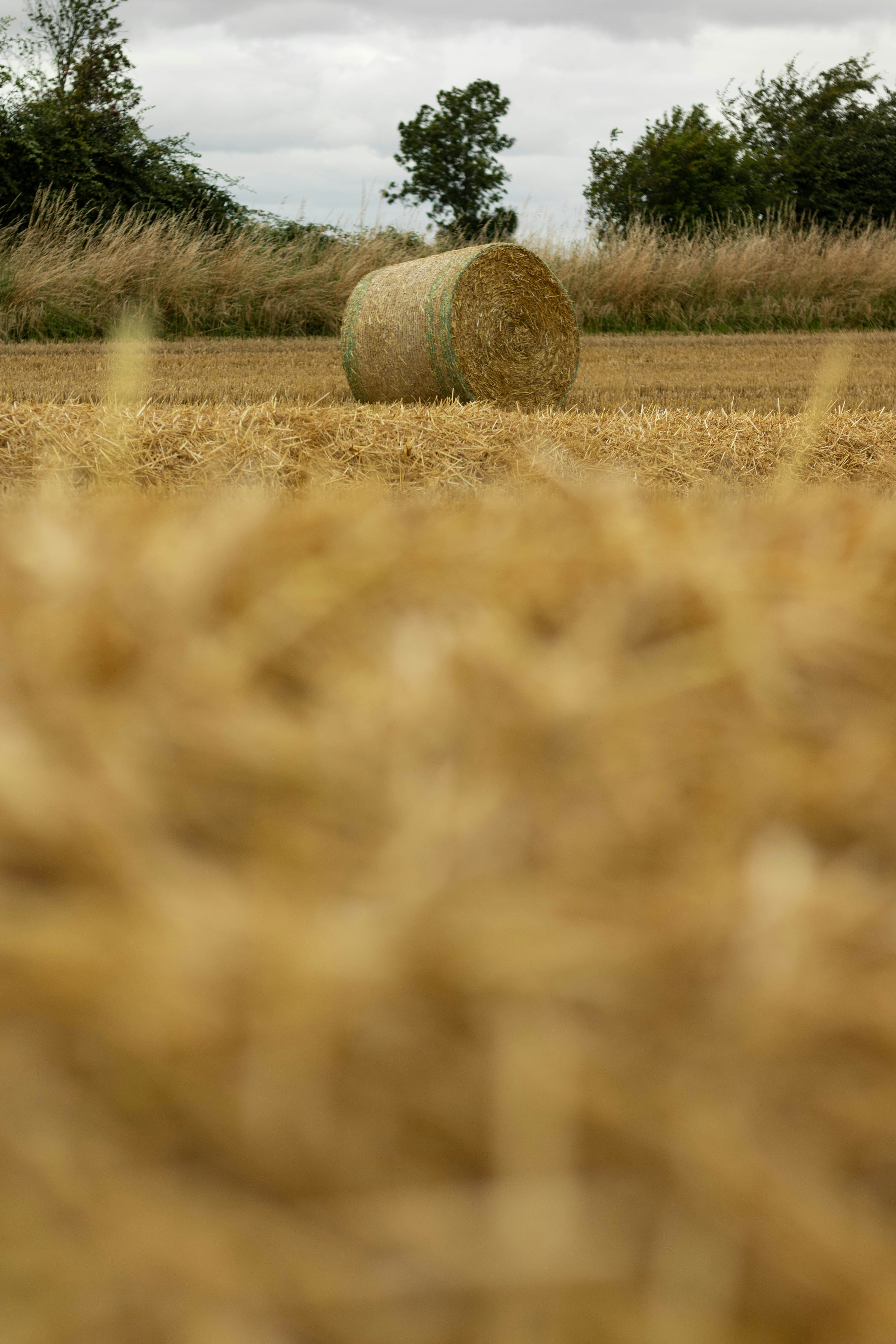 A single round bale behind a swath of straw
