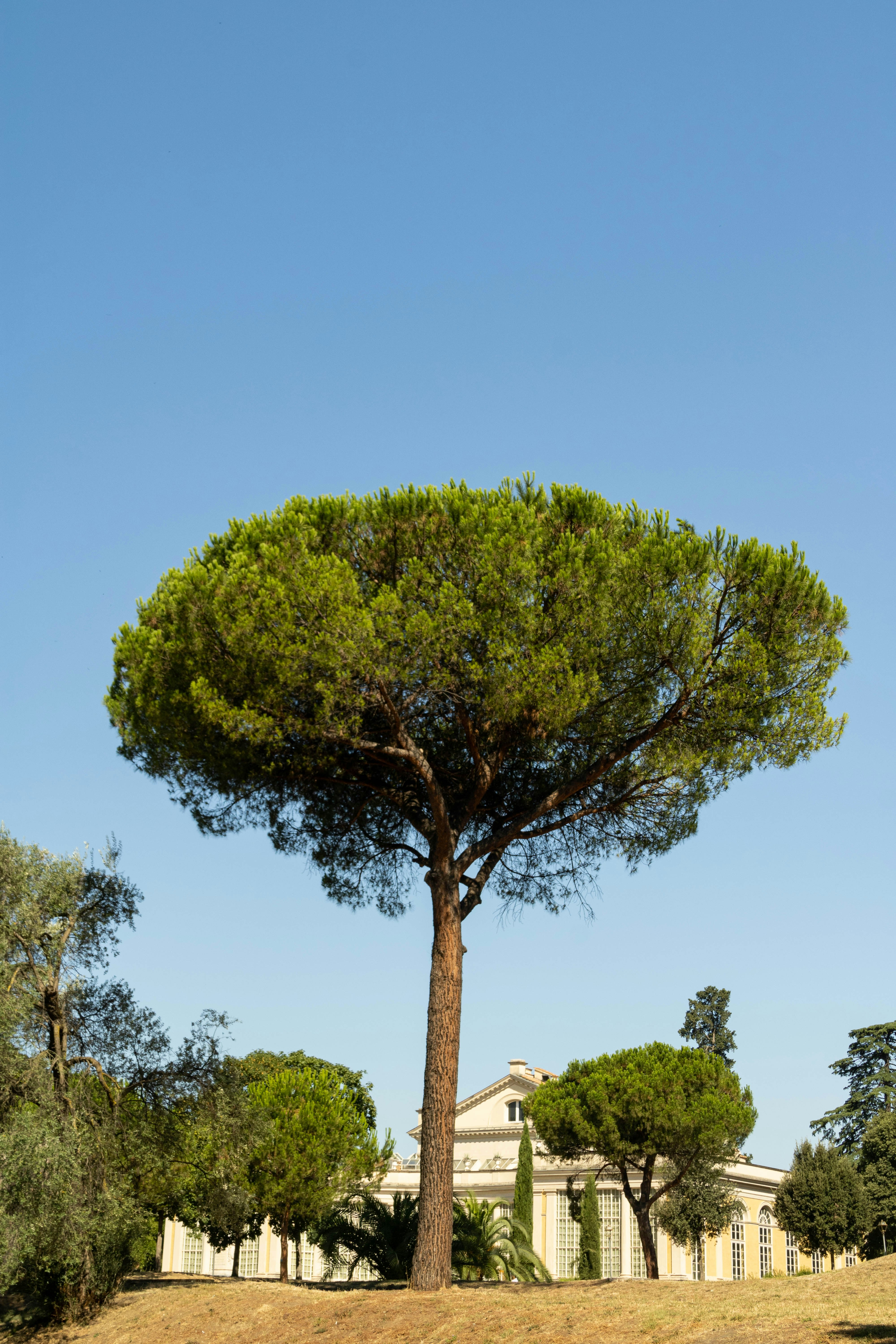 Un grand arbre devant un bâtiment photo – Image gratuite de Rome sur ...