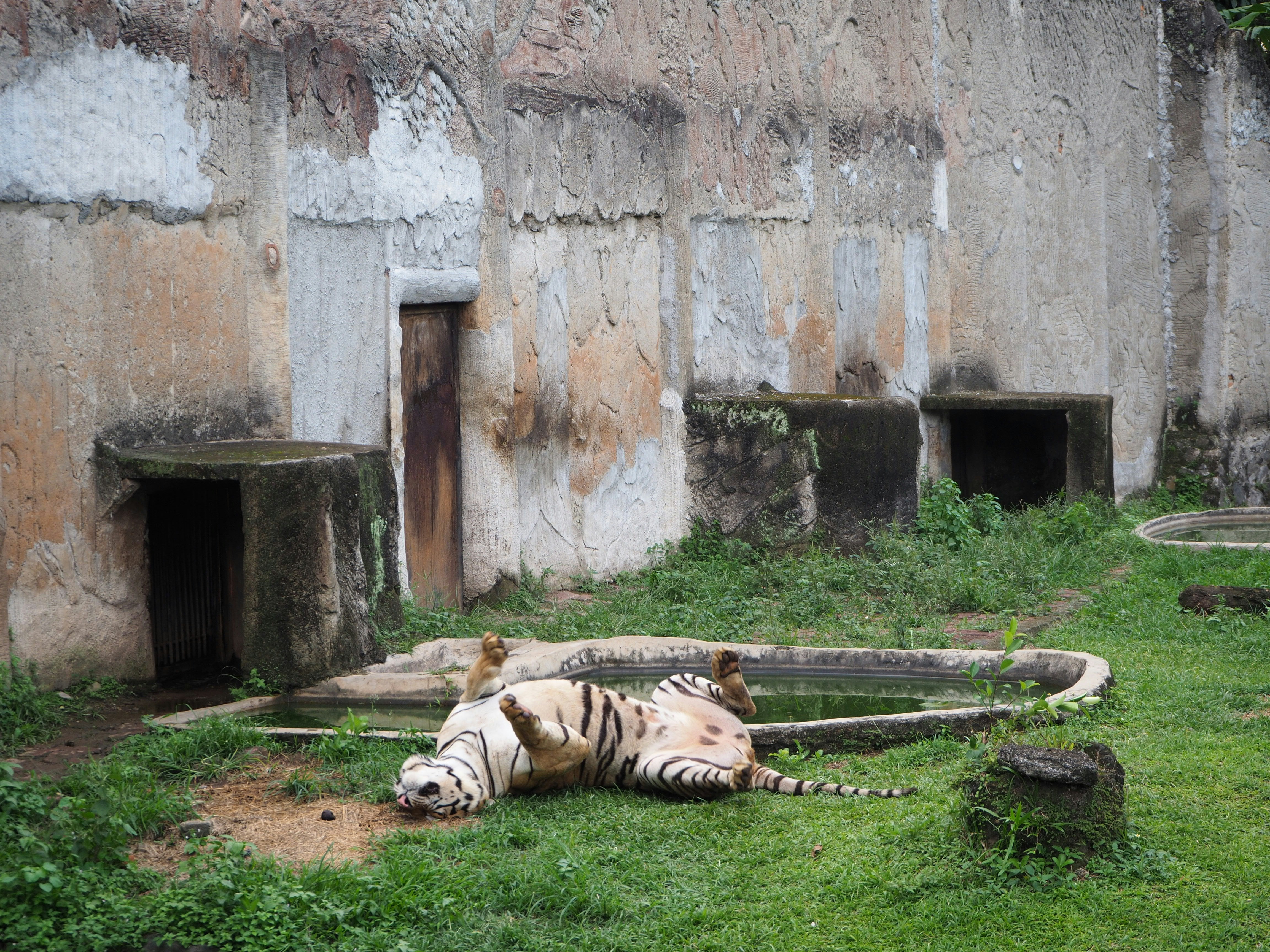 White tiger lounging playfully on its back in a grassy enclosure, with a rustic backdrop of stone walls and small shelters.