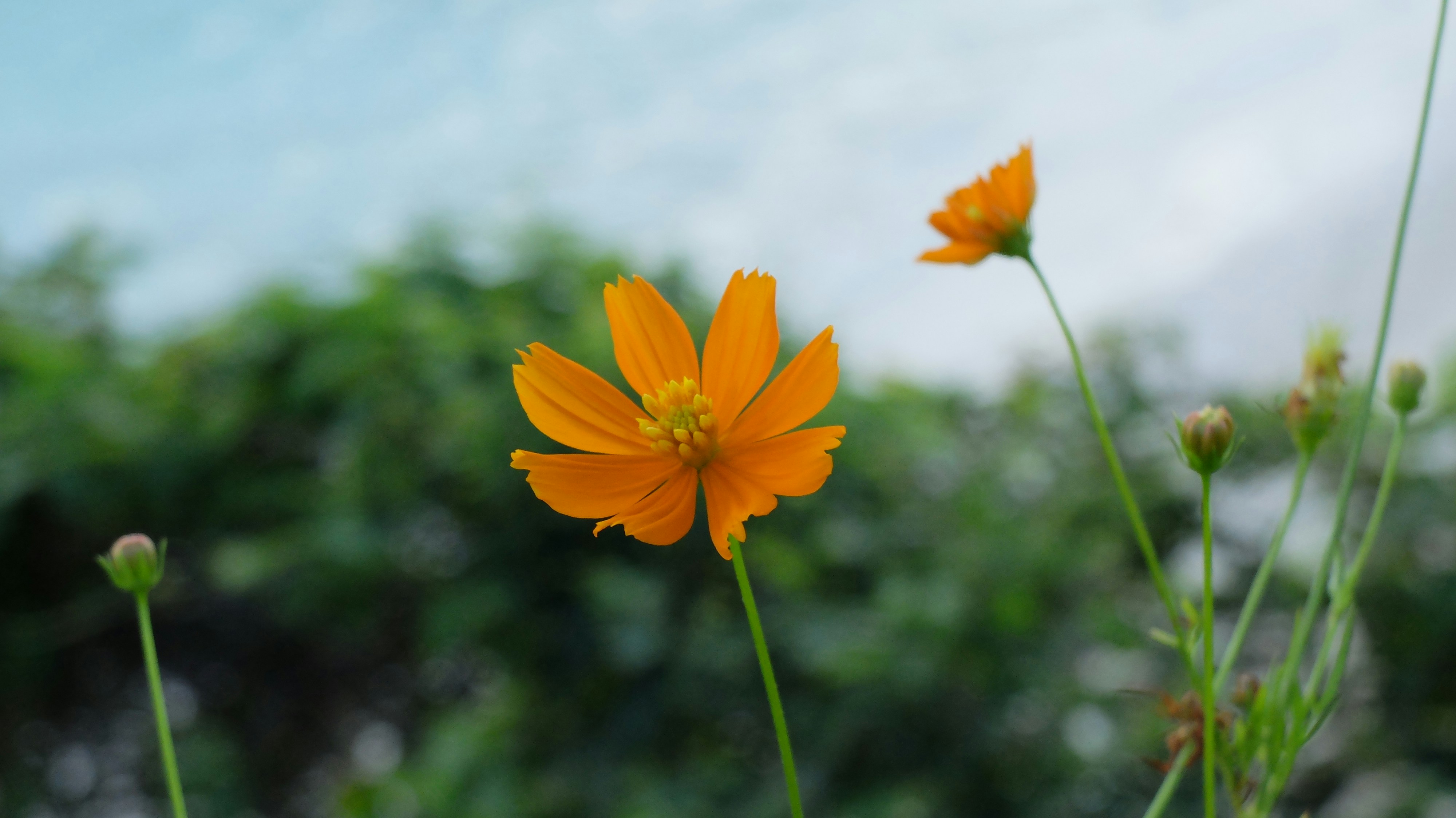 Vibrant orange cosmos flower swaying gently against a blurred green backdrop, showcasing nature's delicate beauty.