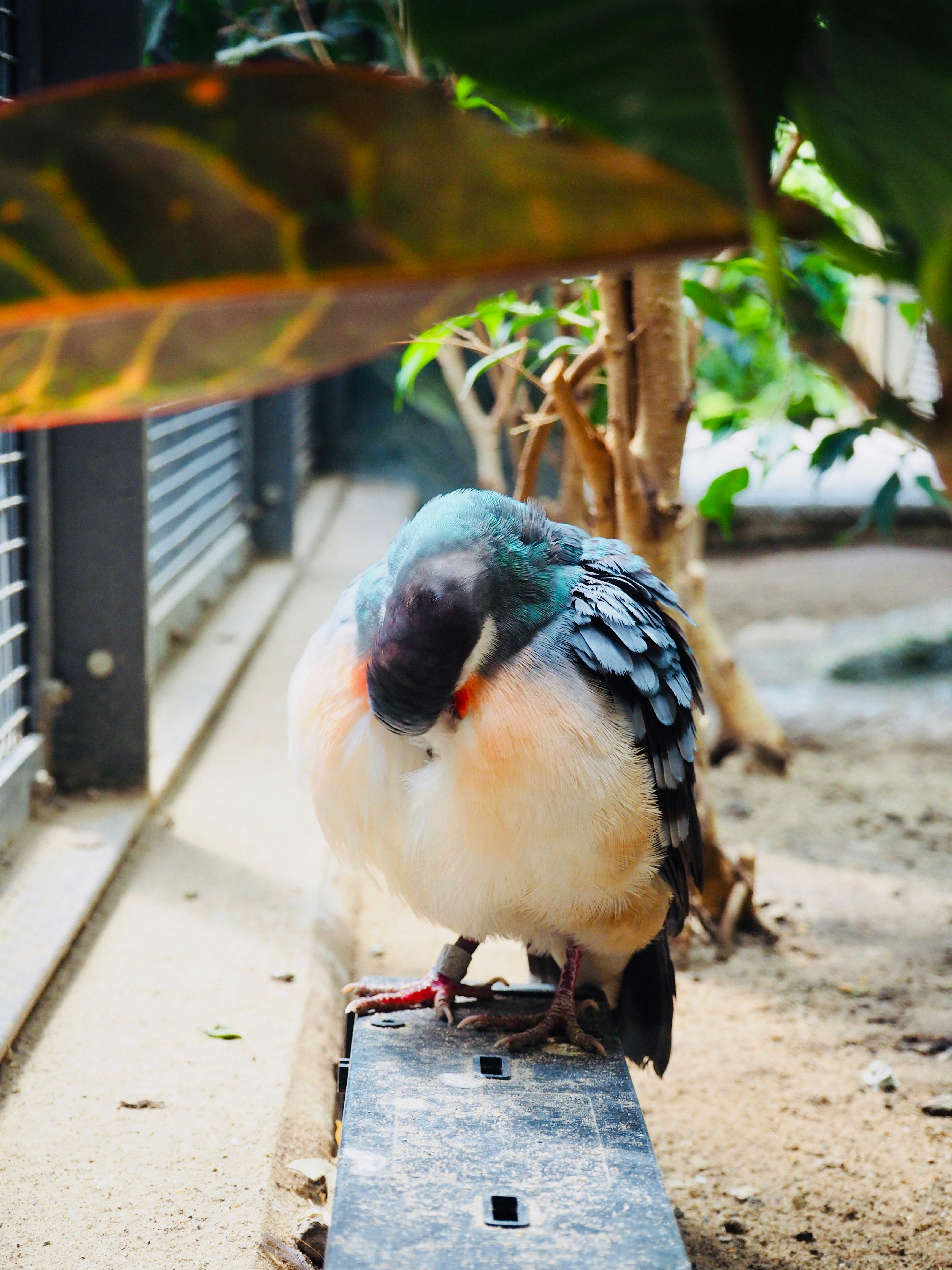 a bird standing on a post