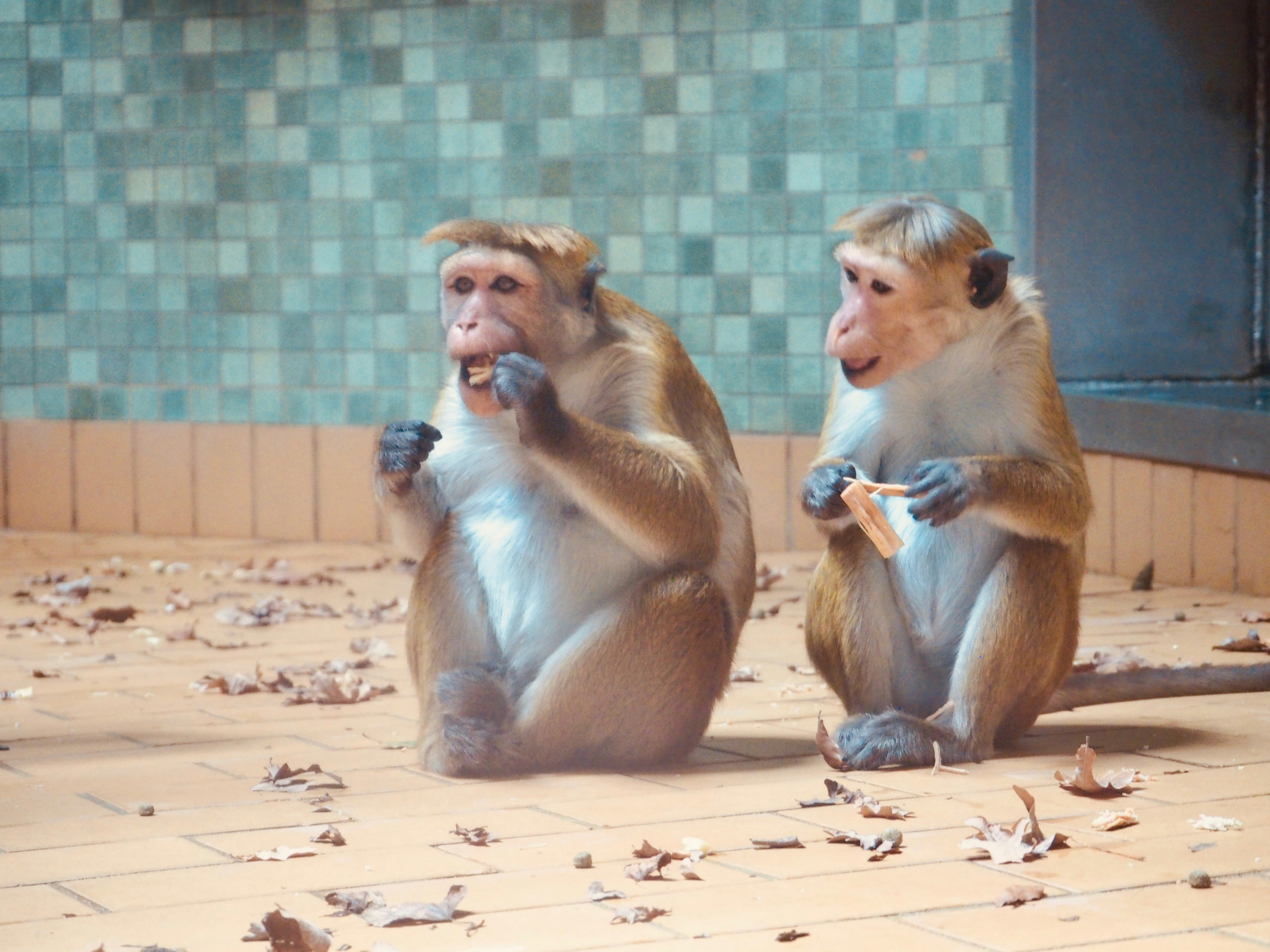 monkeys sitting on the ground