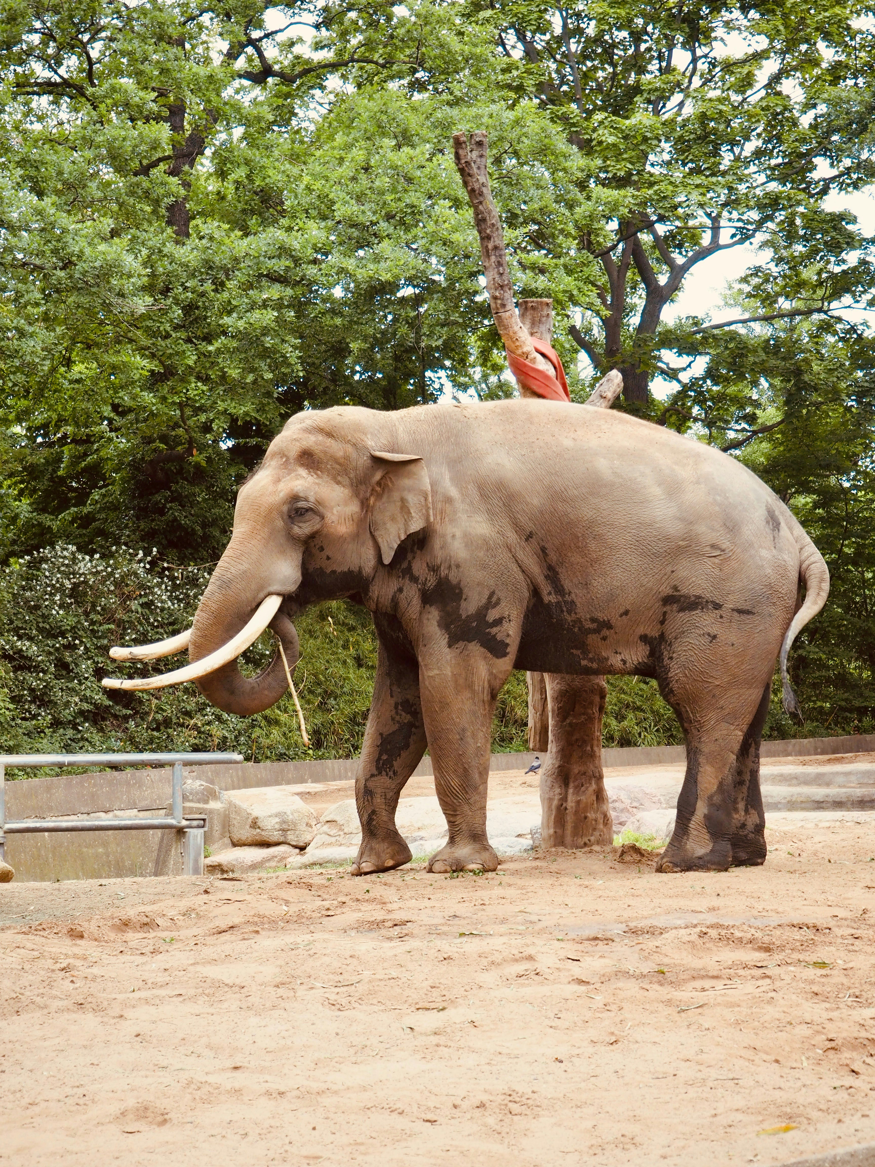 Mud-Streaked Elephant Pauses in a Sunlit Zoo Yard