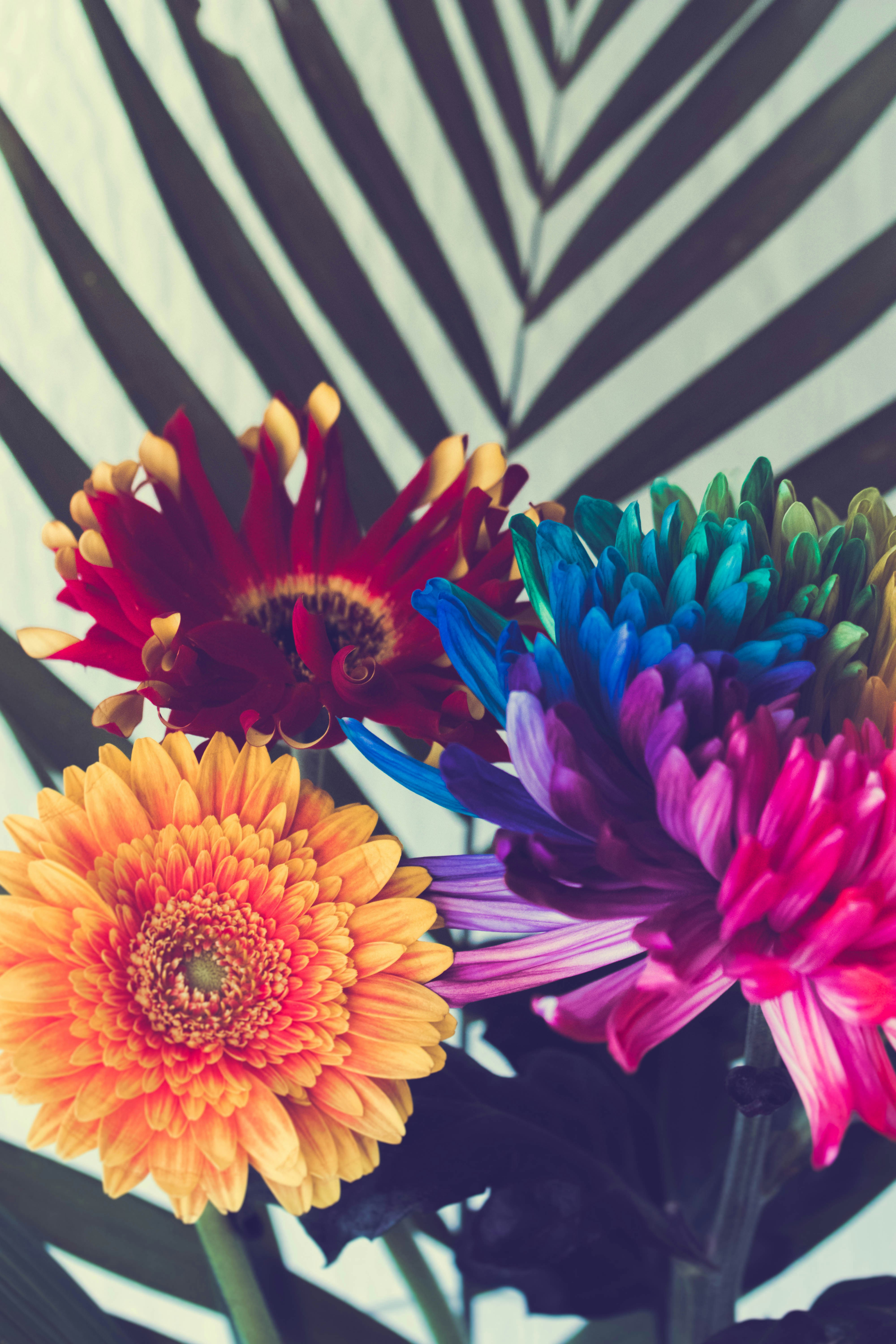 Un groupe de fleurs colorées photo – Photo Fleurs Gratuite sur Unsplash