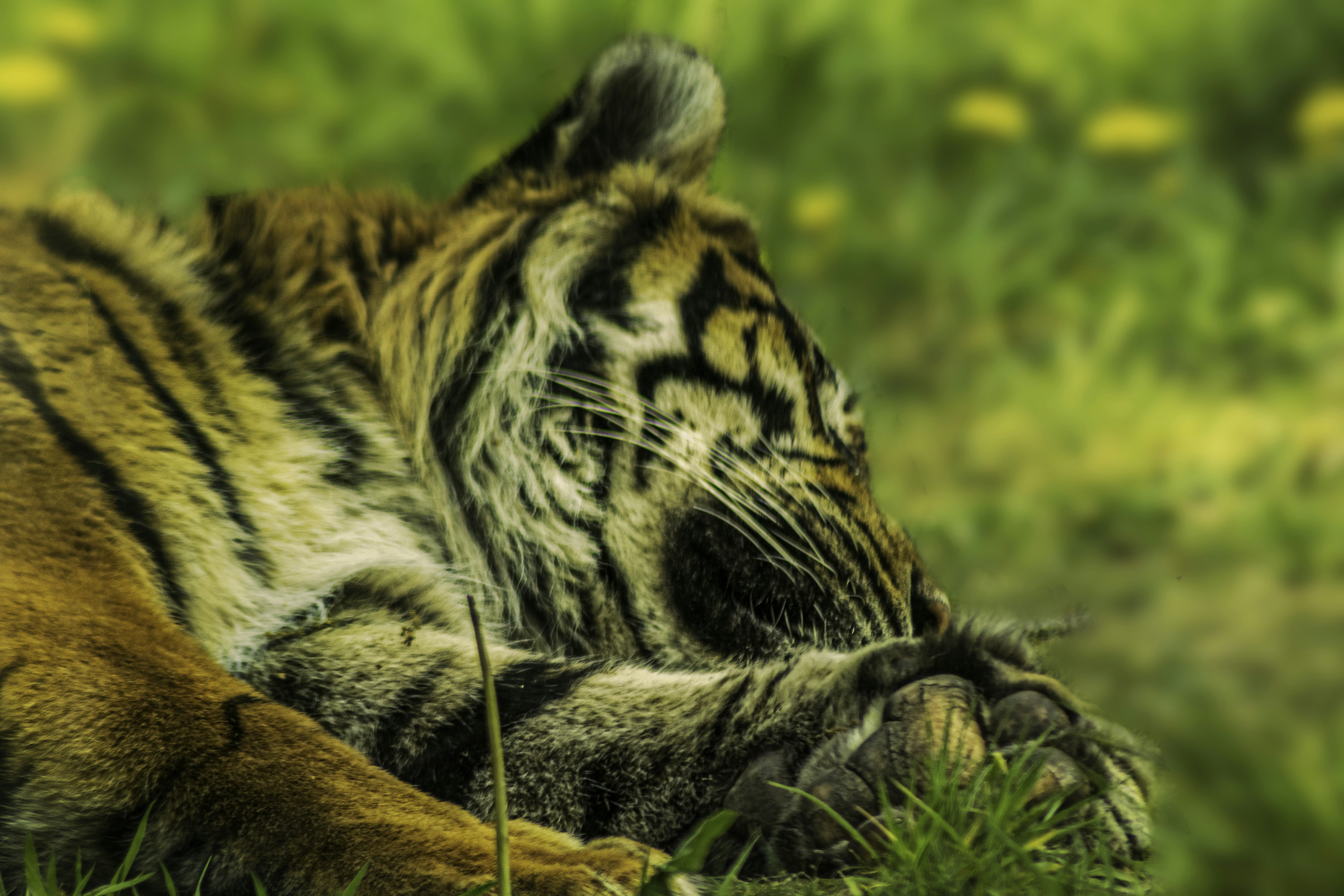 Resting Tiger in Golden Meadow