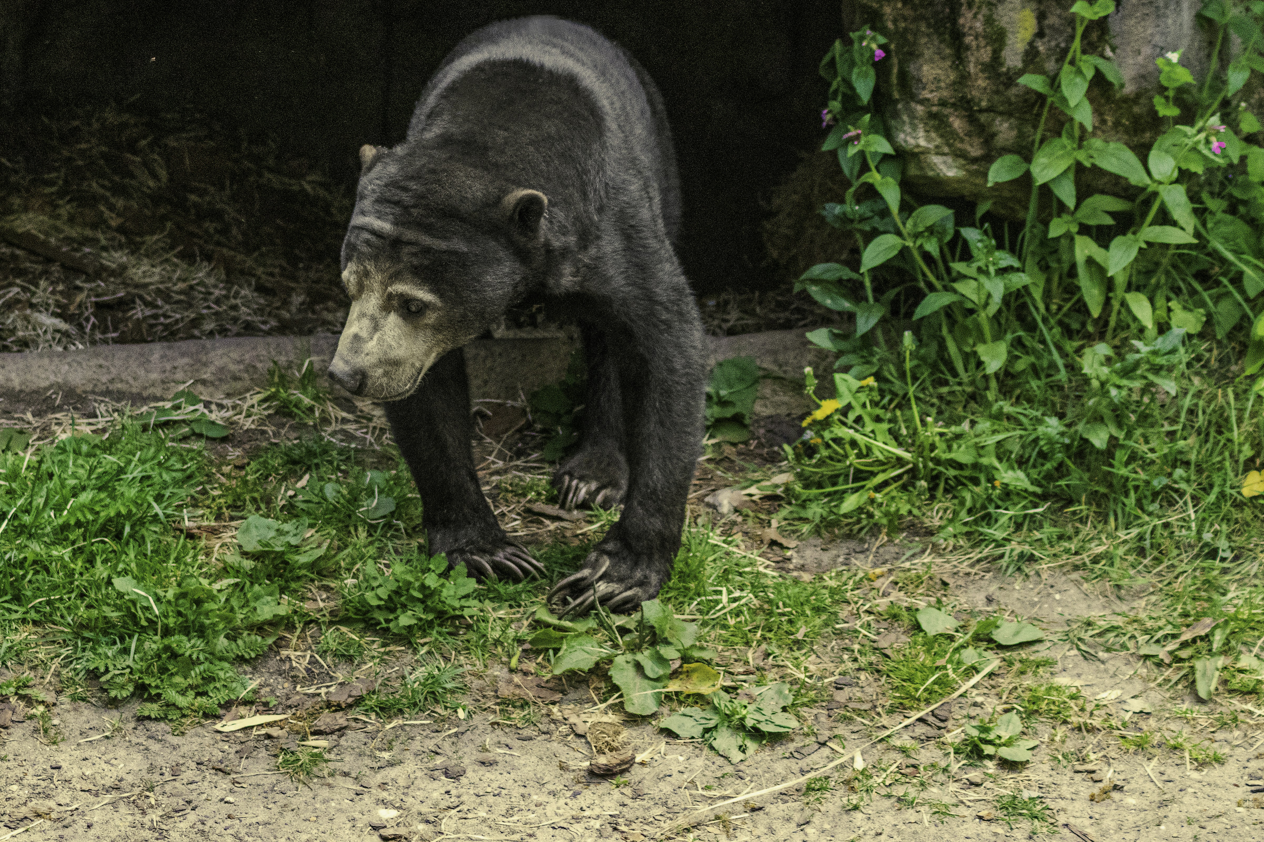 Trail-side Black Bear Cub on a Cautious Morning Stroll