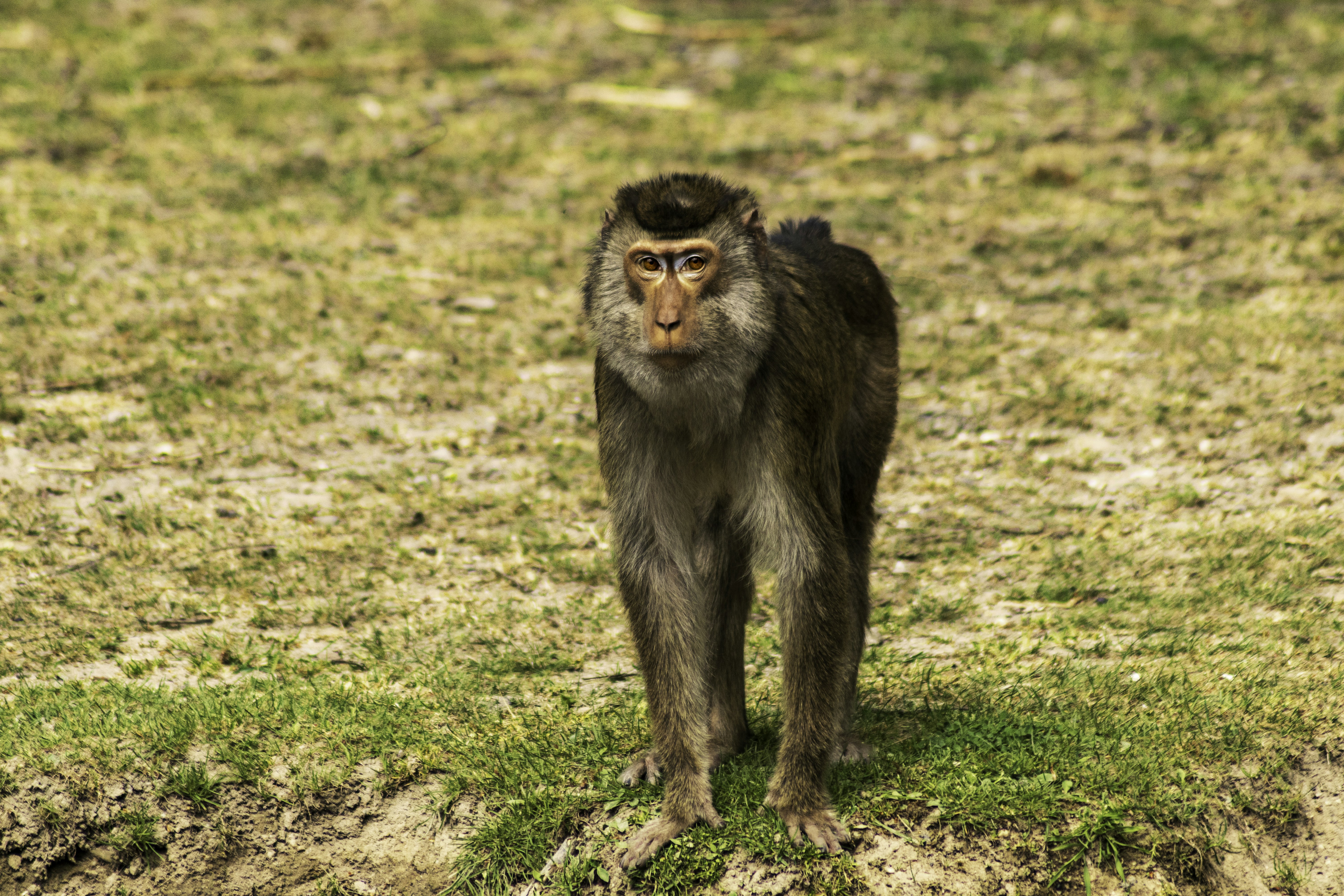 Grounded Gaze of a Sunlit Macaque