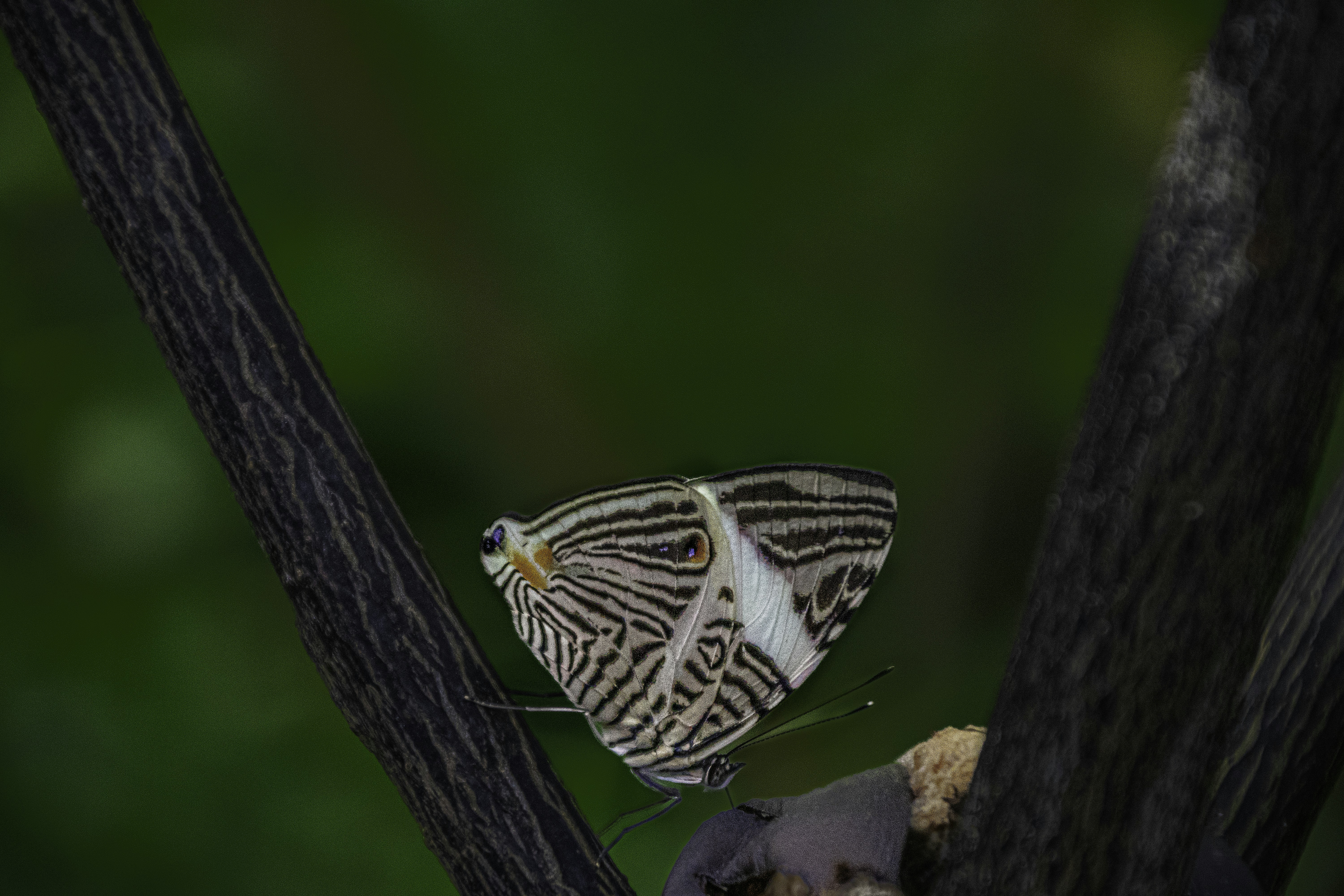 a small owl on a branch