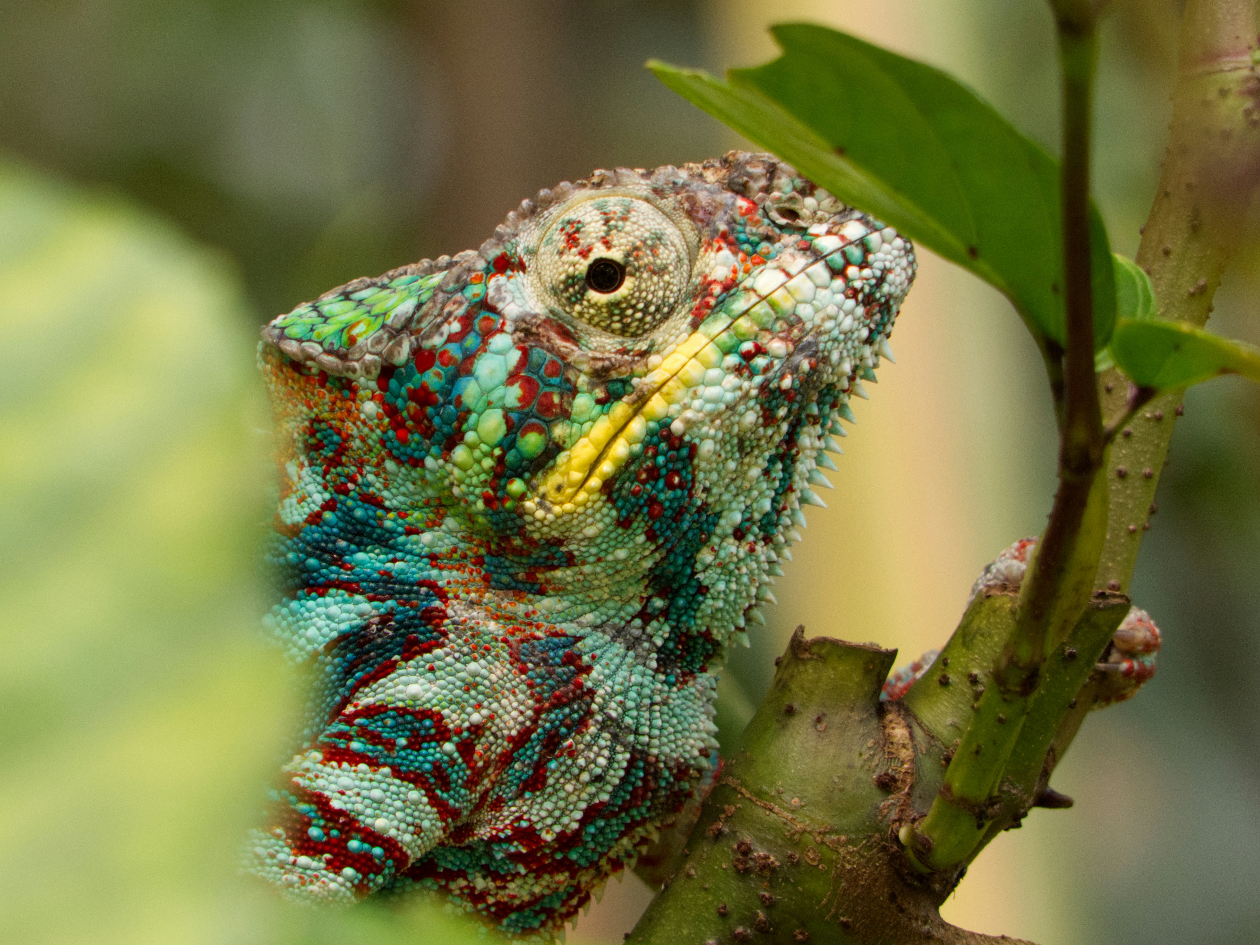 A colorful chameleon perched on a branch, showcasing its intricate patterns and textures among lush greenery.