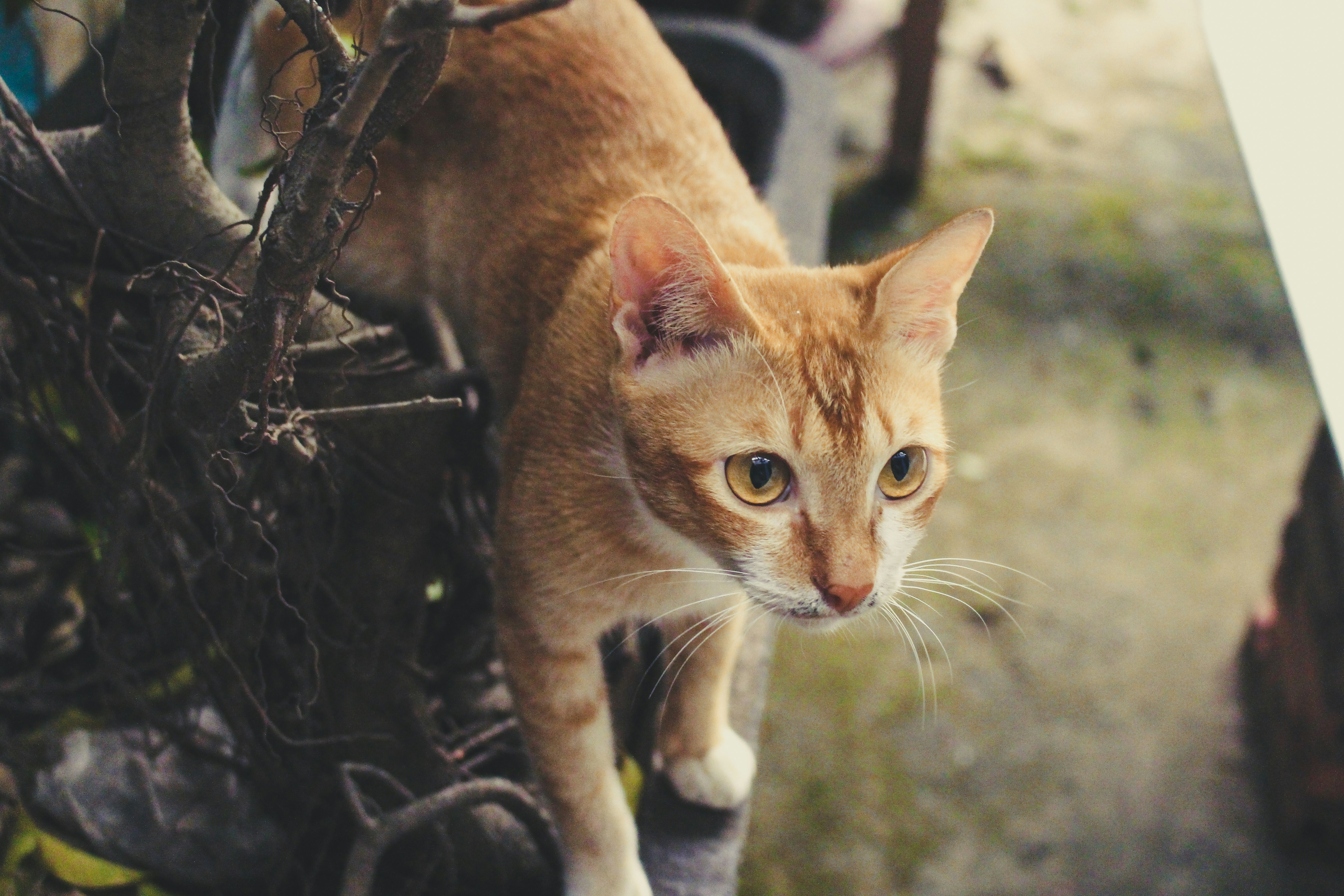 Amber-Eyed Explorer: a Cat Pauses at the Shadowed Garden Path