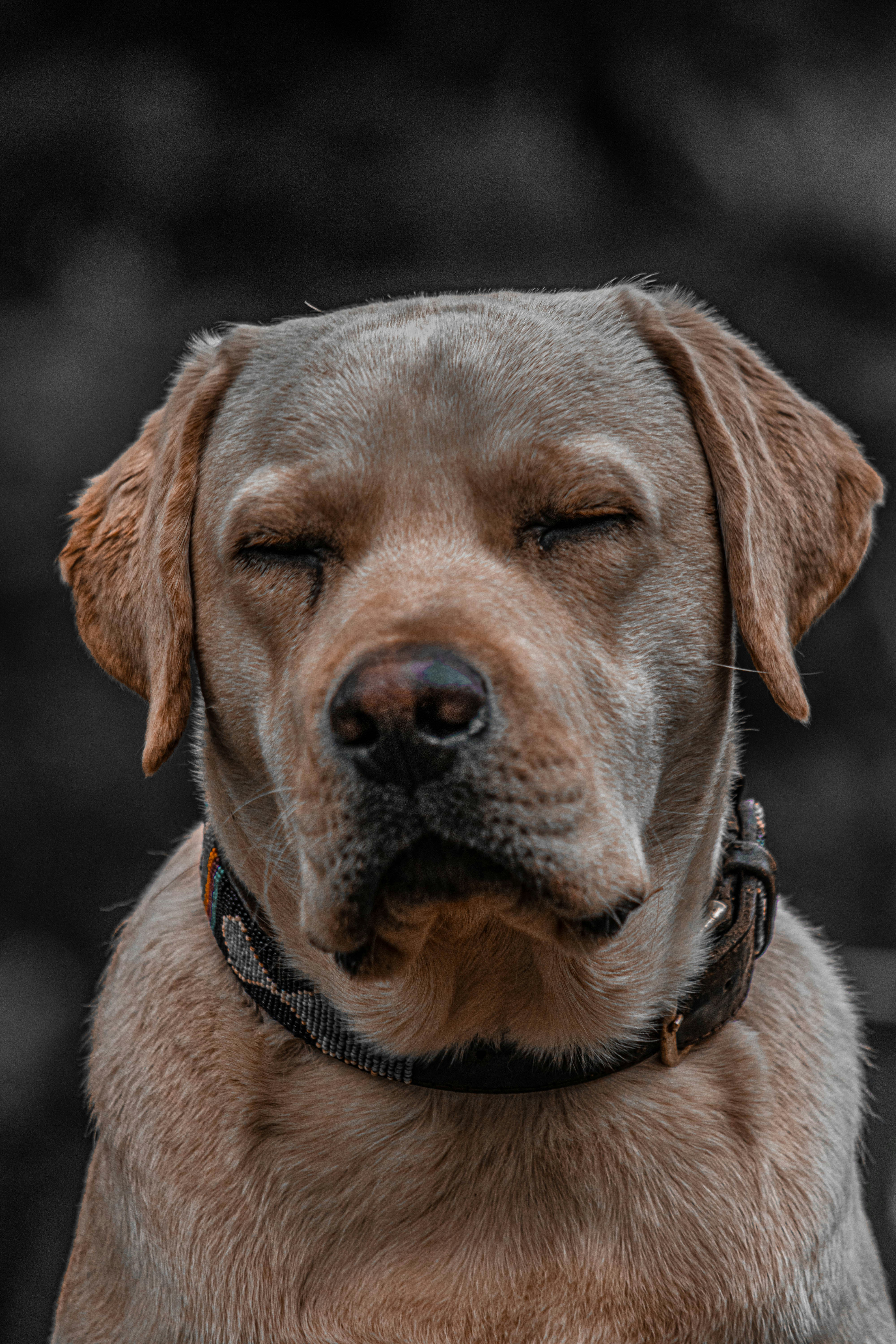 A dog with its eyes closed photo – Free Dog Image on Unsplash