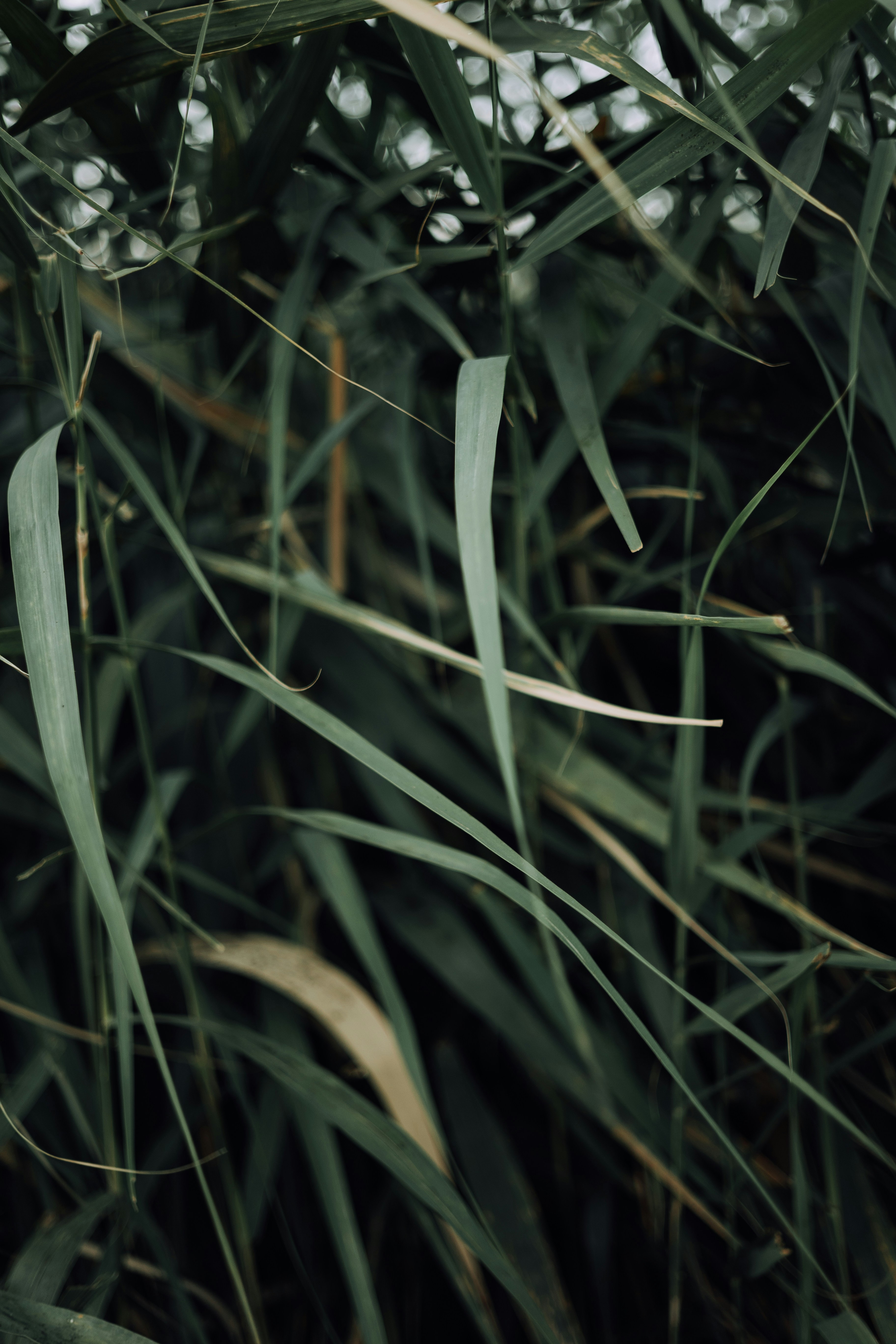 Fractal Greens: A Close-Up Study of Dense Grass Blades