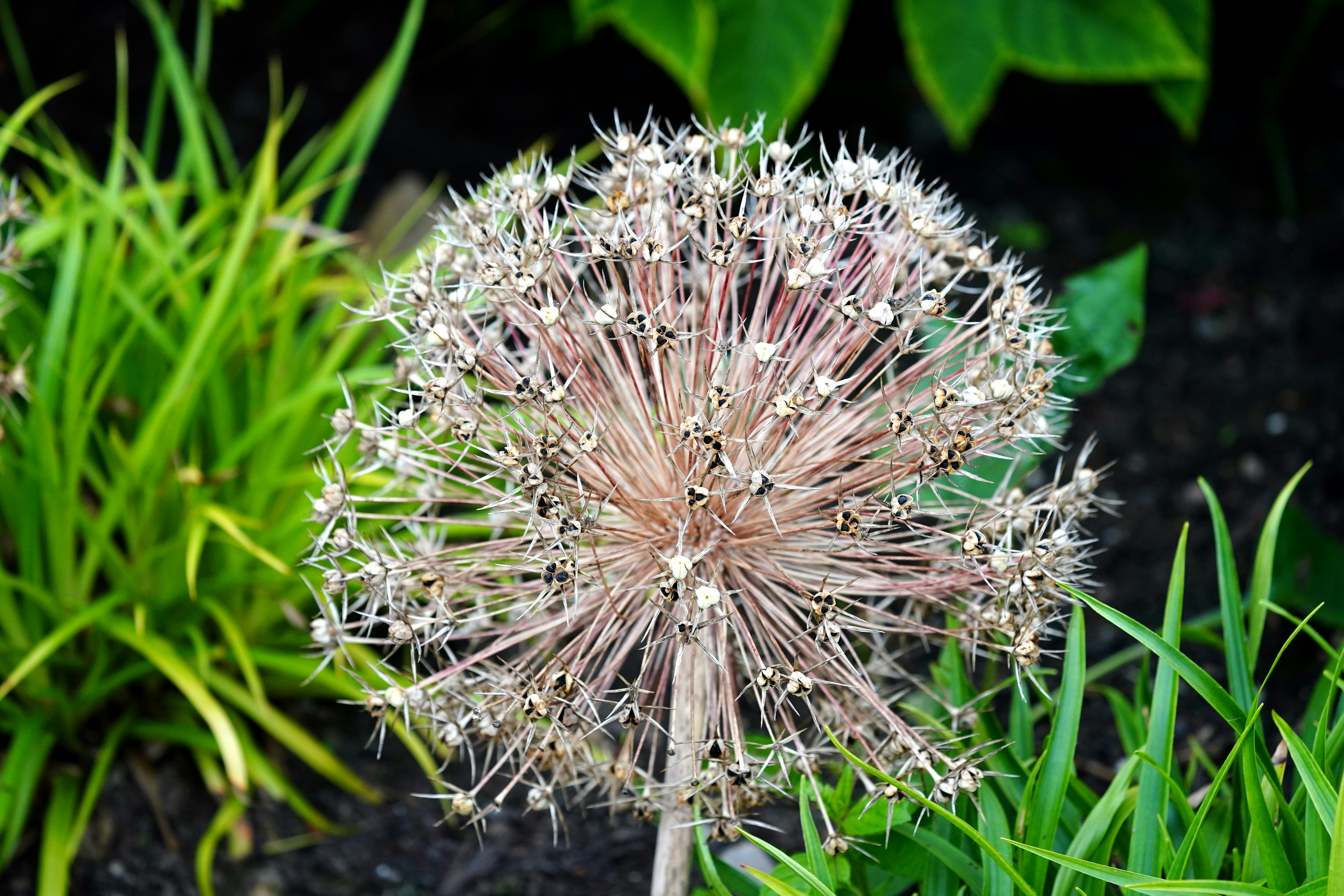 Allium Seedhead in Soft Focus Garden Bed